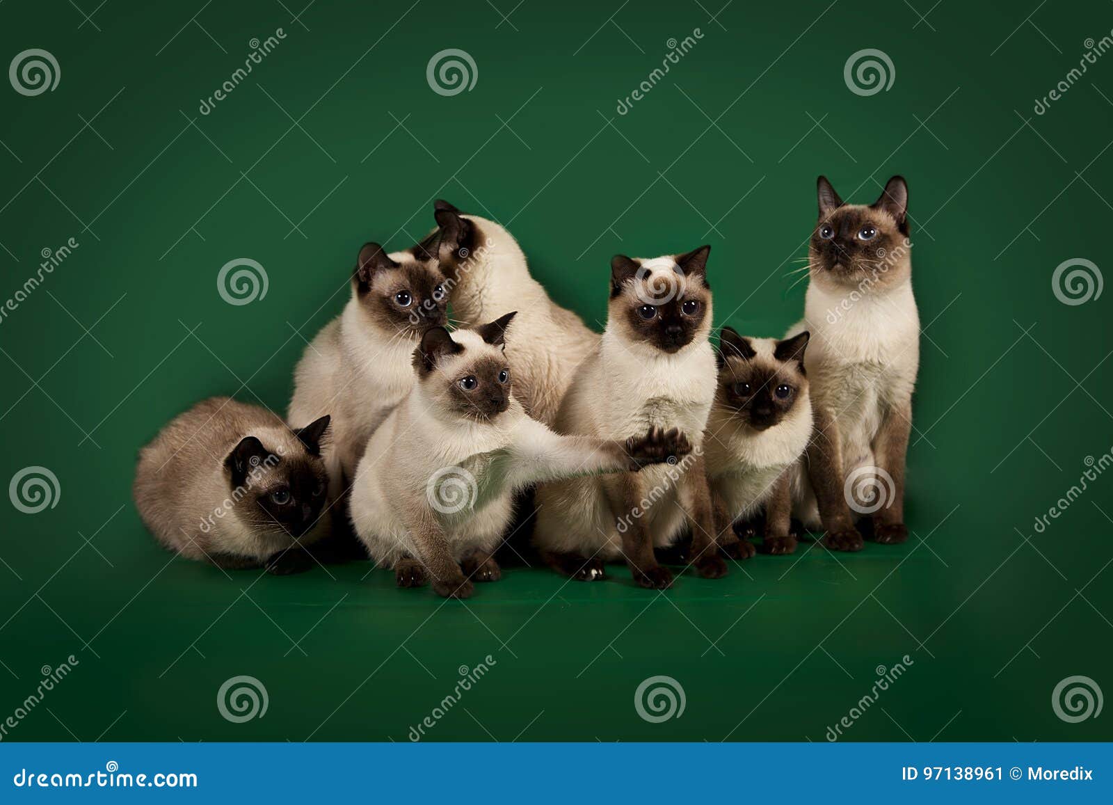 A Lot Of The Same Cats Are Posing On A Green Studio Background. Royalty ...