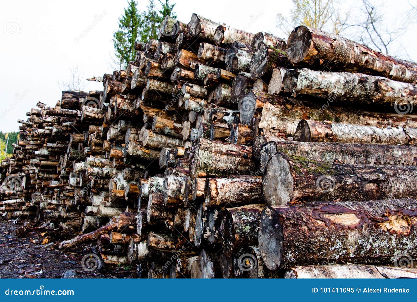 A Lot of Sawn Trees on a Logging Stock Image - Image of destruction ...