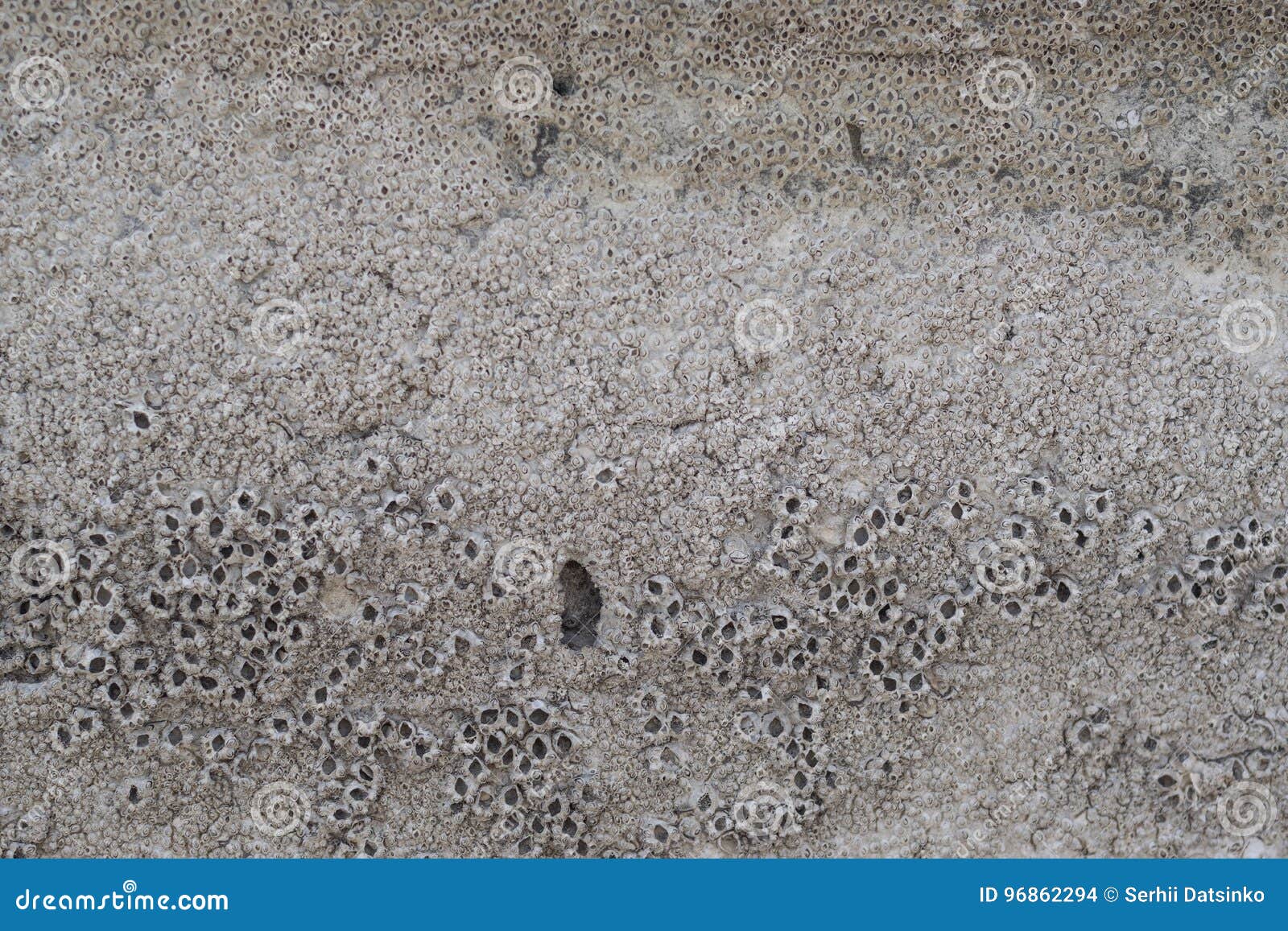 Lot of Seashell on Concrete Surface, Abstract Background. Stock Photo ...