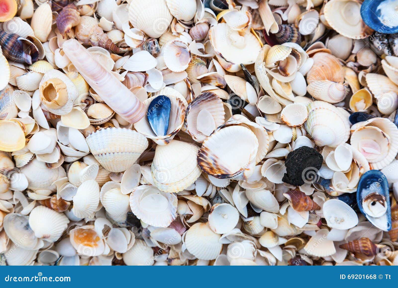 Lot of Seashells on a Beach Stock Photo - Image of outdoor, marine ...