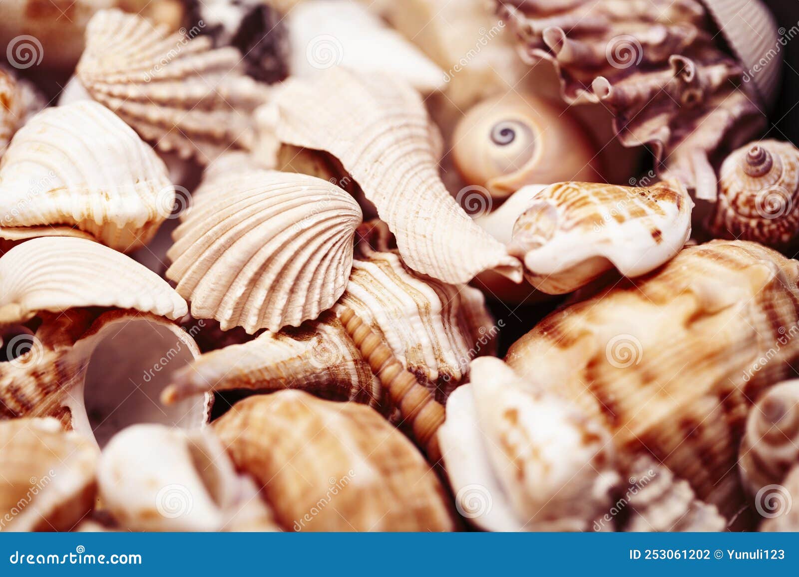 A Lot of Seashells Diverse Form on Background Stock Photo - Image of ...