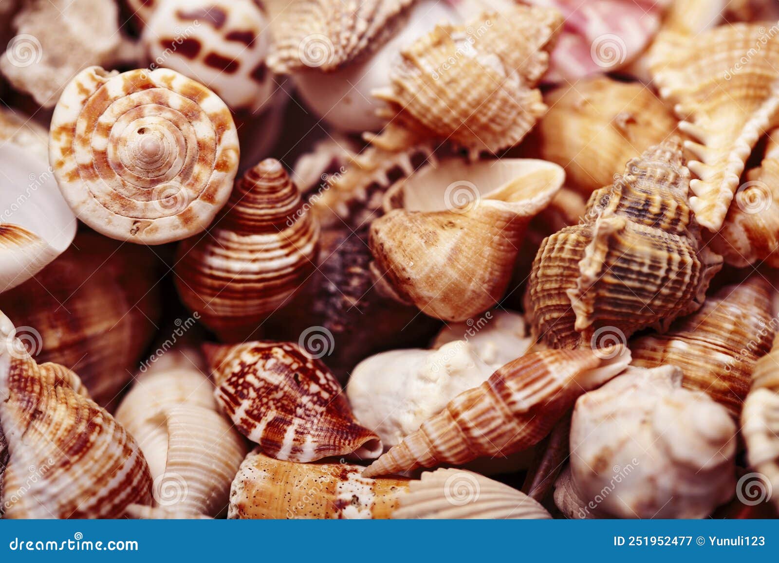 A Lot of Seashells Diverse Form on Background Stock Image - Image of ...