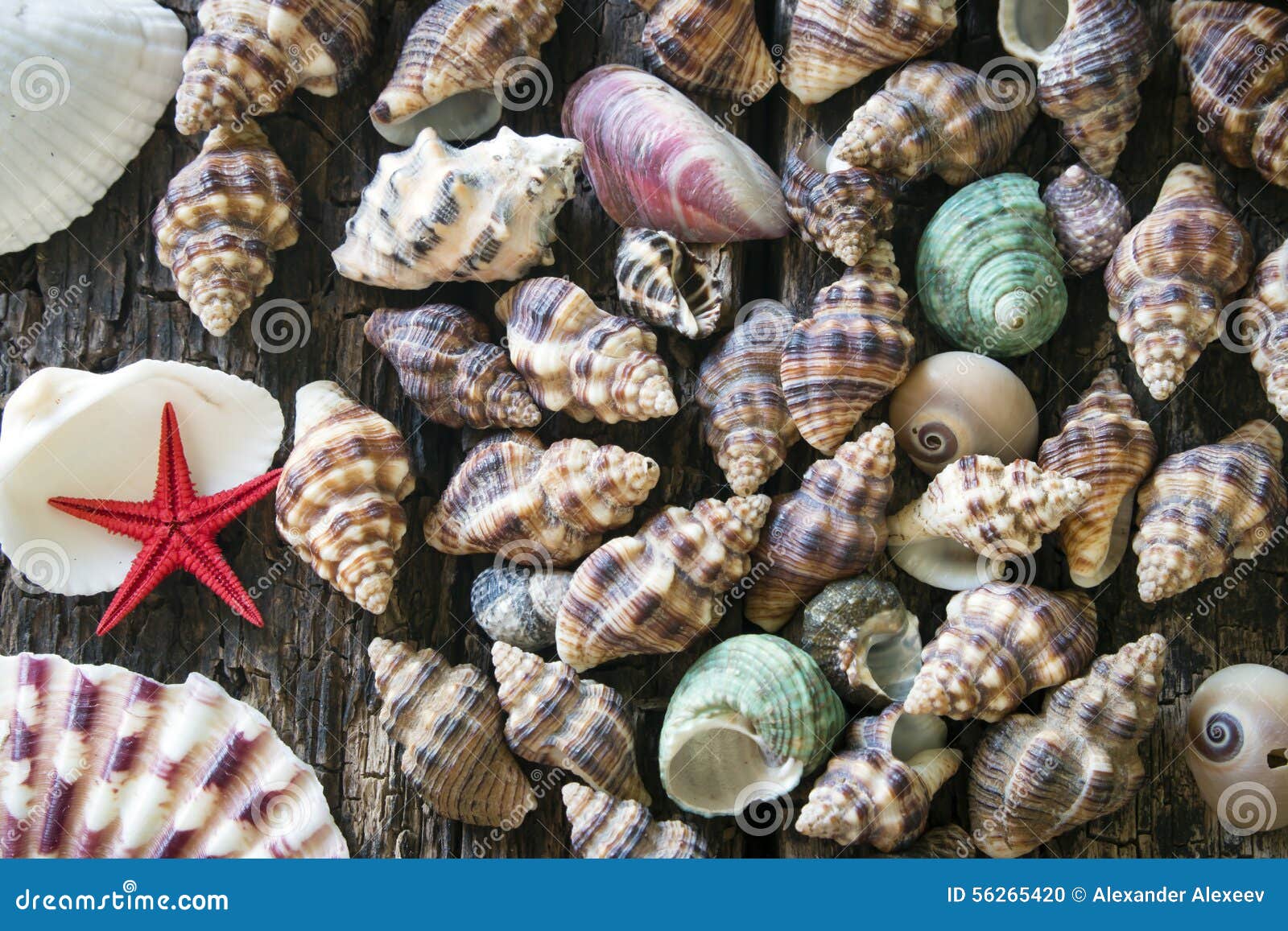 A lot of seashells stock photo. Image of pattern, aquatic - 56265420