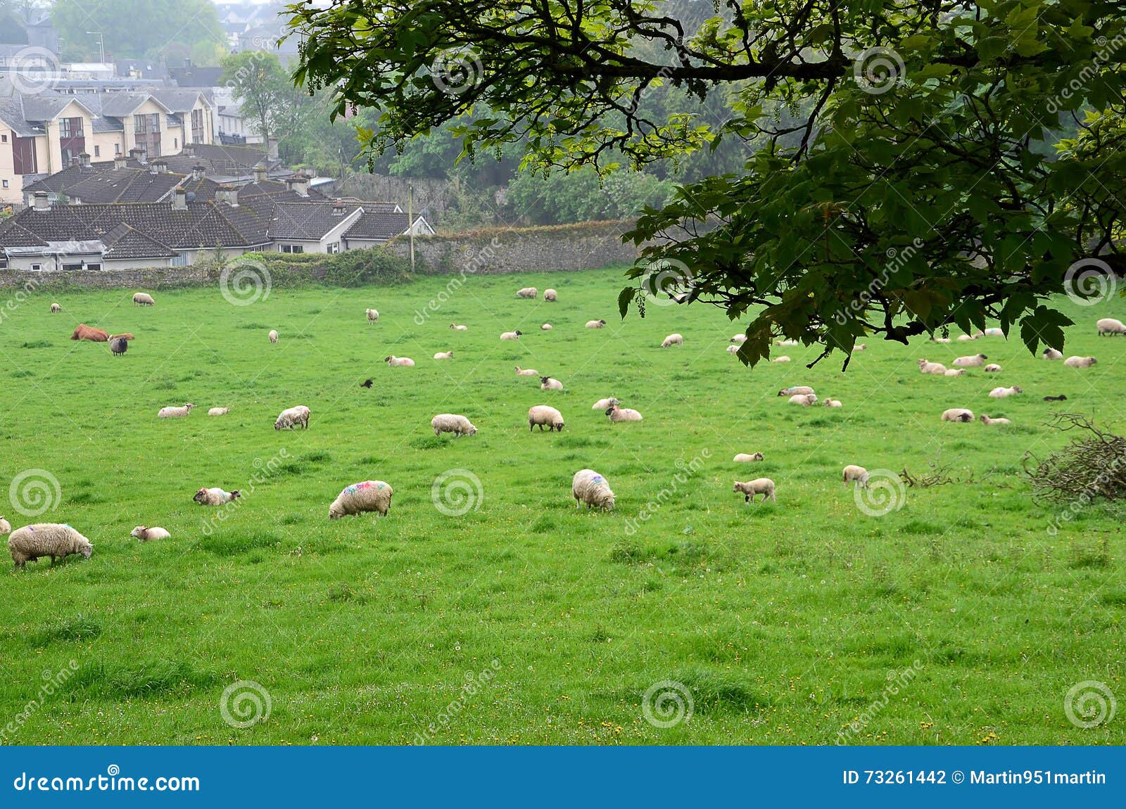 Lot of Sheep Feeding Grass in the Nature Stock Photo - Image of ireland ...