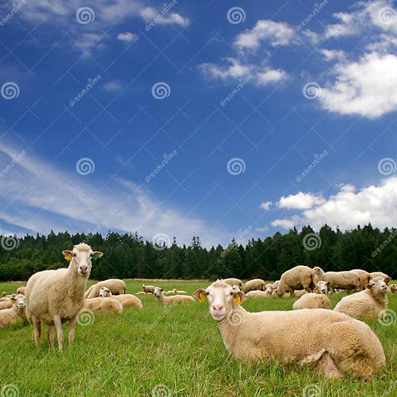 A Lot Sheep on the Green Meadow Stock Photo - Image of mountains, grass ...
