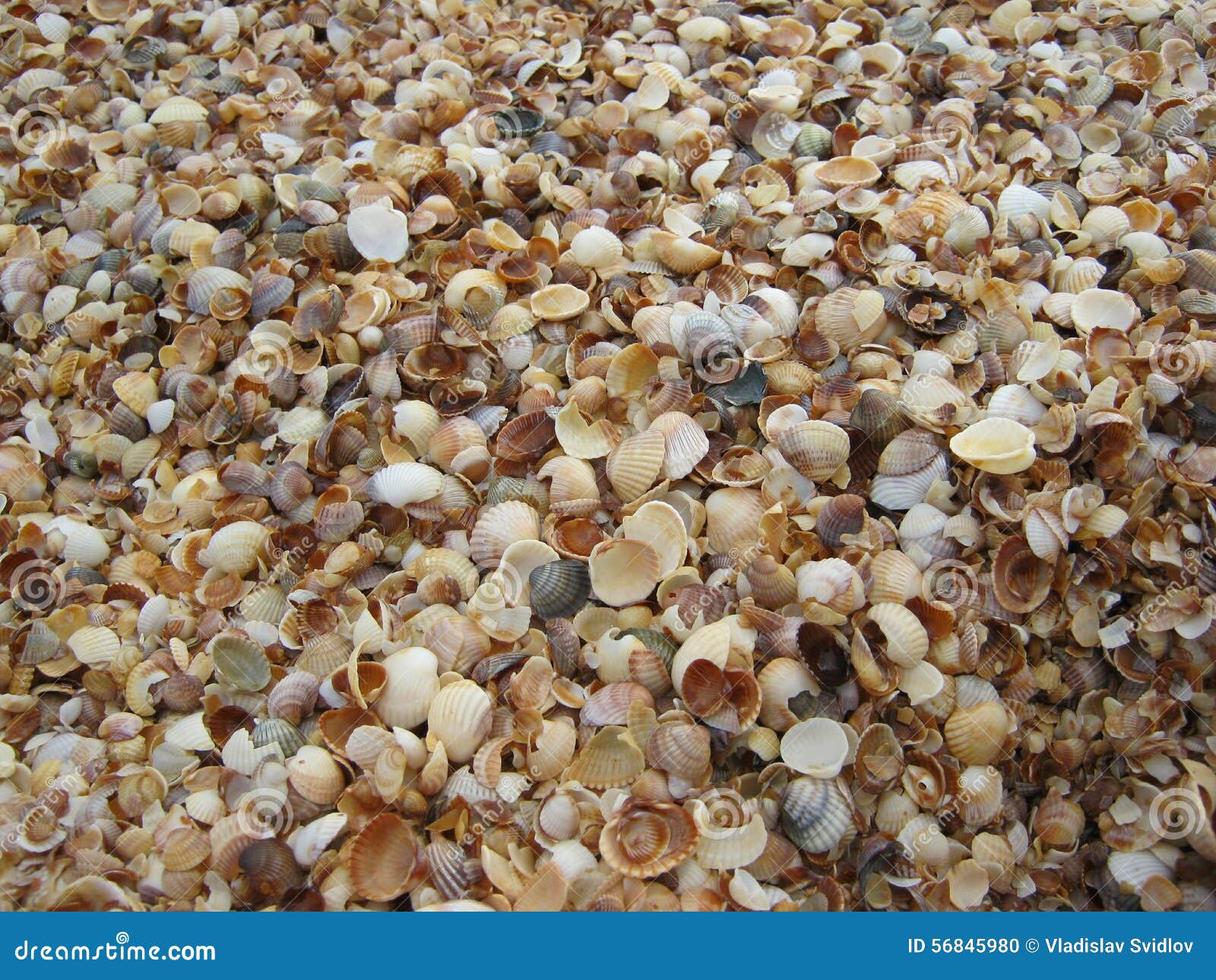 A Lot of Shells on the Beach Stock Photo - Image of beach, azov: 56845980