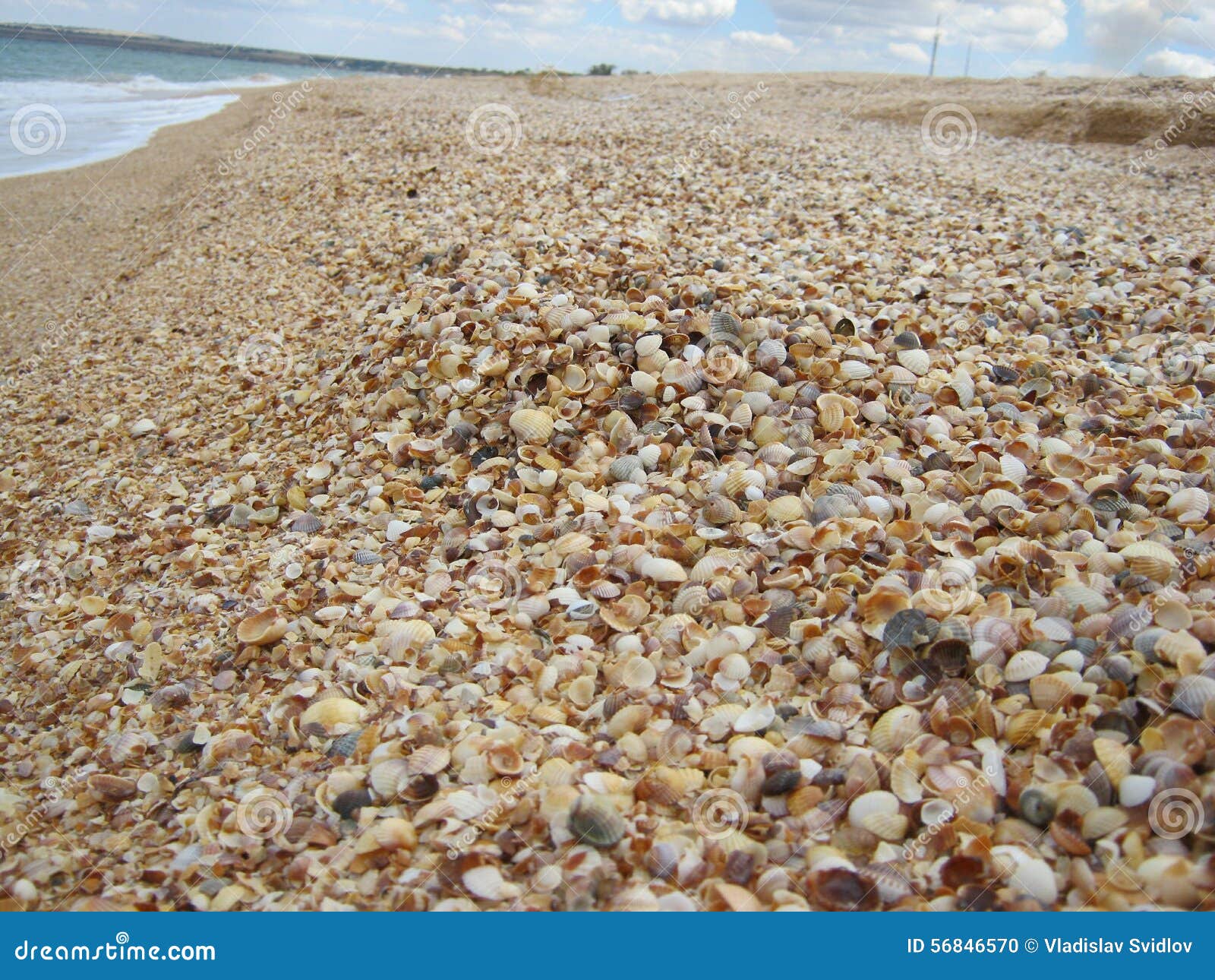 A Lot of Shells on the Beach Stock Photo - Image of shells, pebble ...