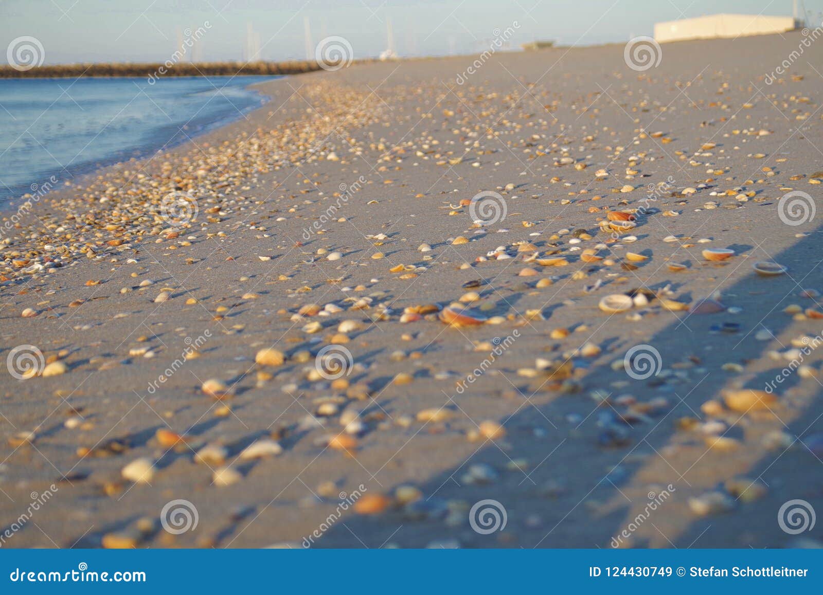 A Lot of Shells on the Beach at the Sea Stock Image - Image of border ...