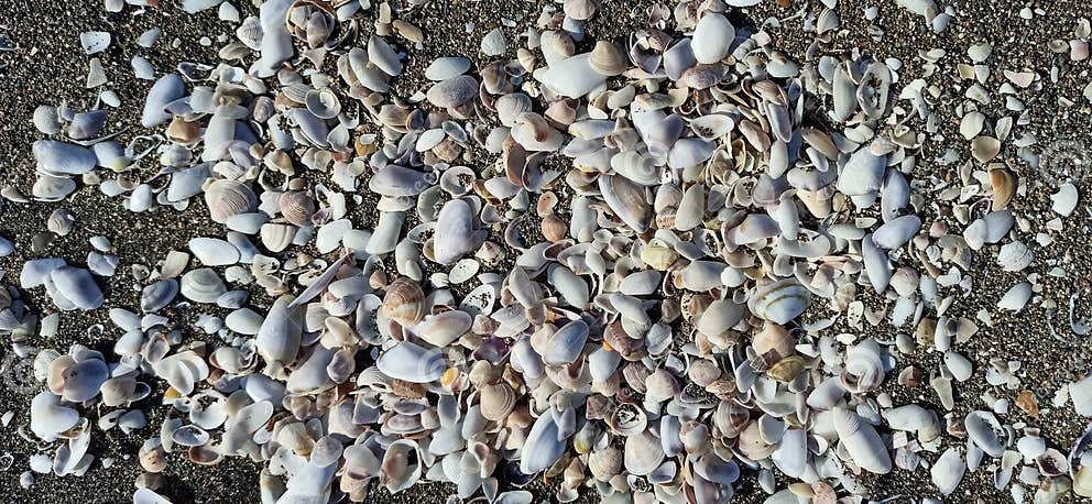 A Lot of Shells Scattered on the Sandy Surface. Stock Image - Image of ...
