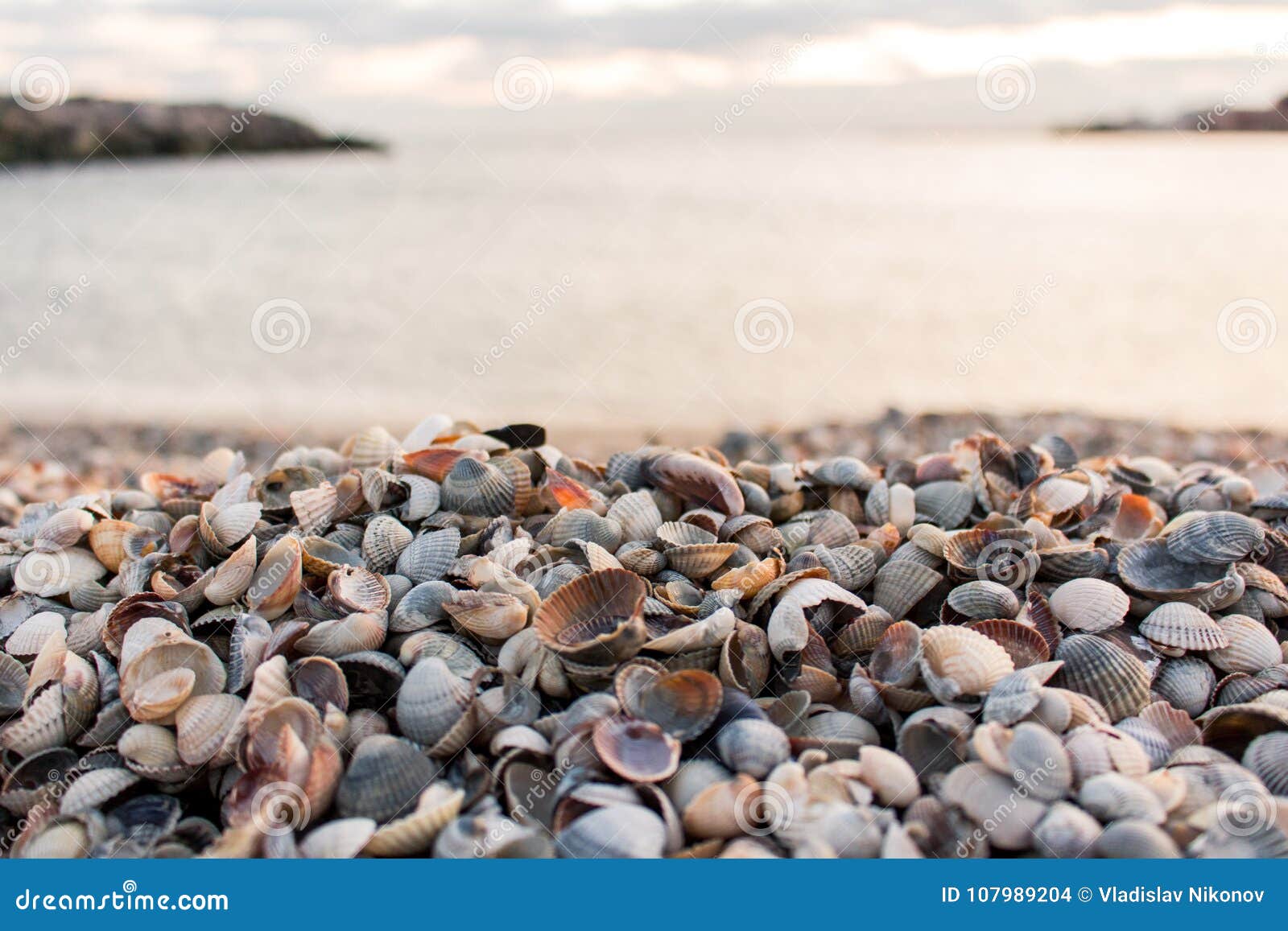 A lot of shells by the sea stock photo. Image of shells - 107989204