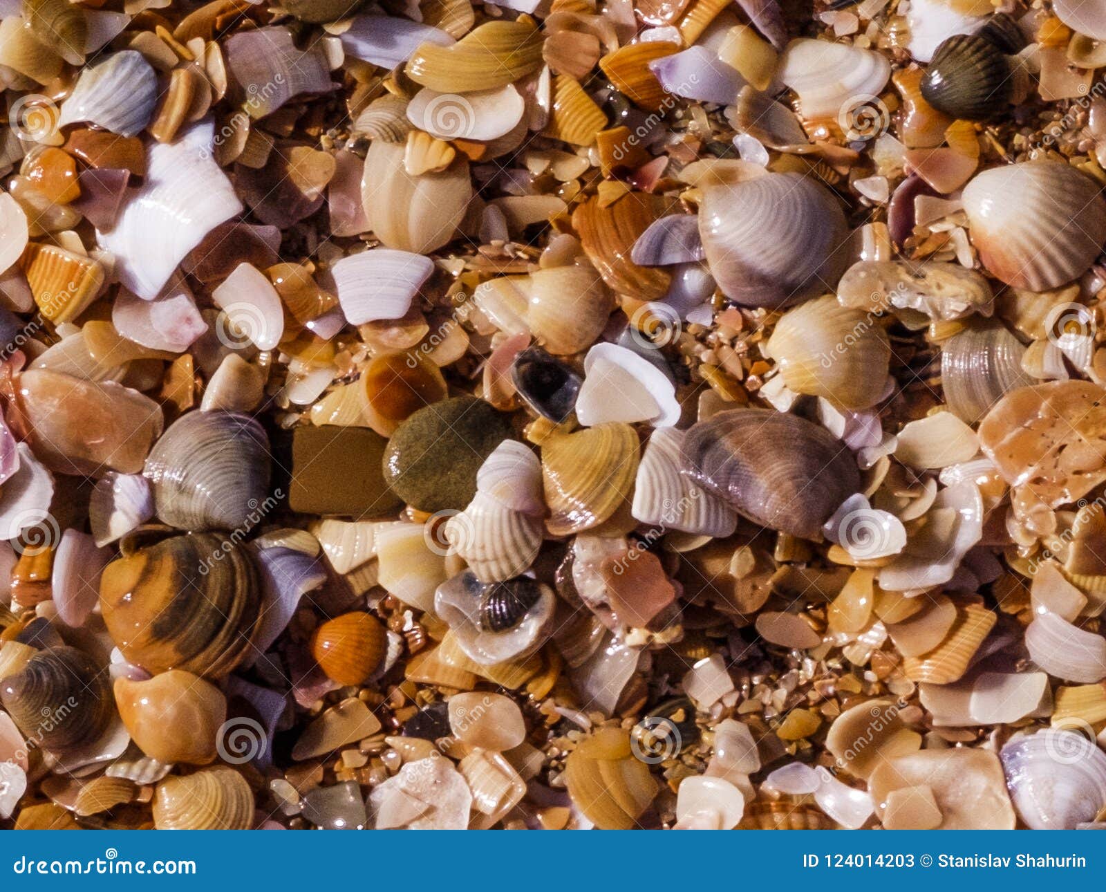 A Lot of Shells on the Shore Texture Stock Image - Image of seaside ...