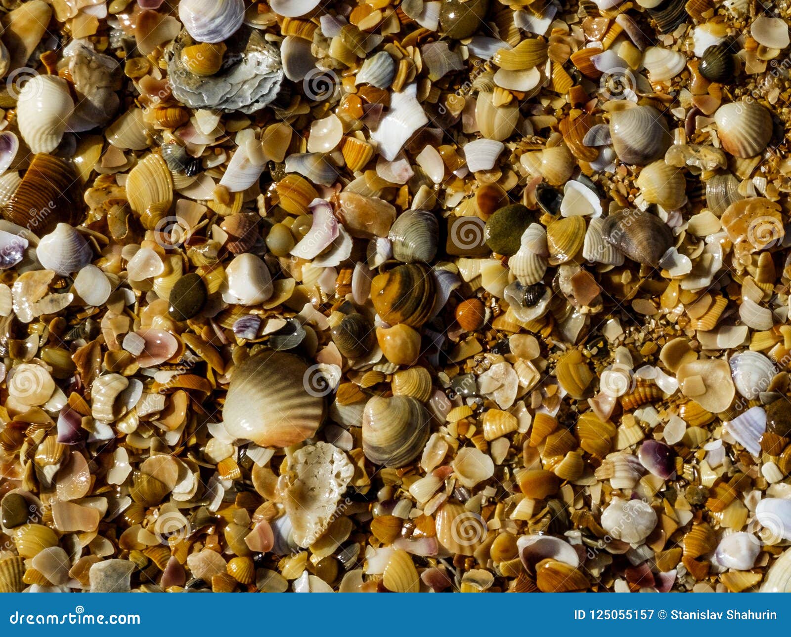 A Lot of Shells on the Shore Texture Stock Image - Image of coast ...