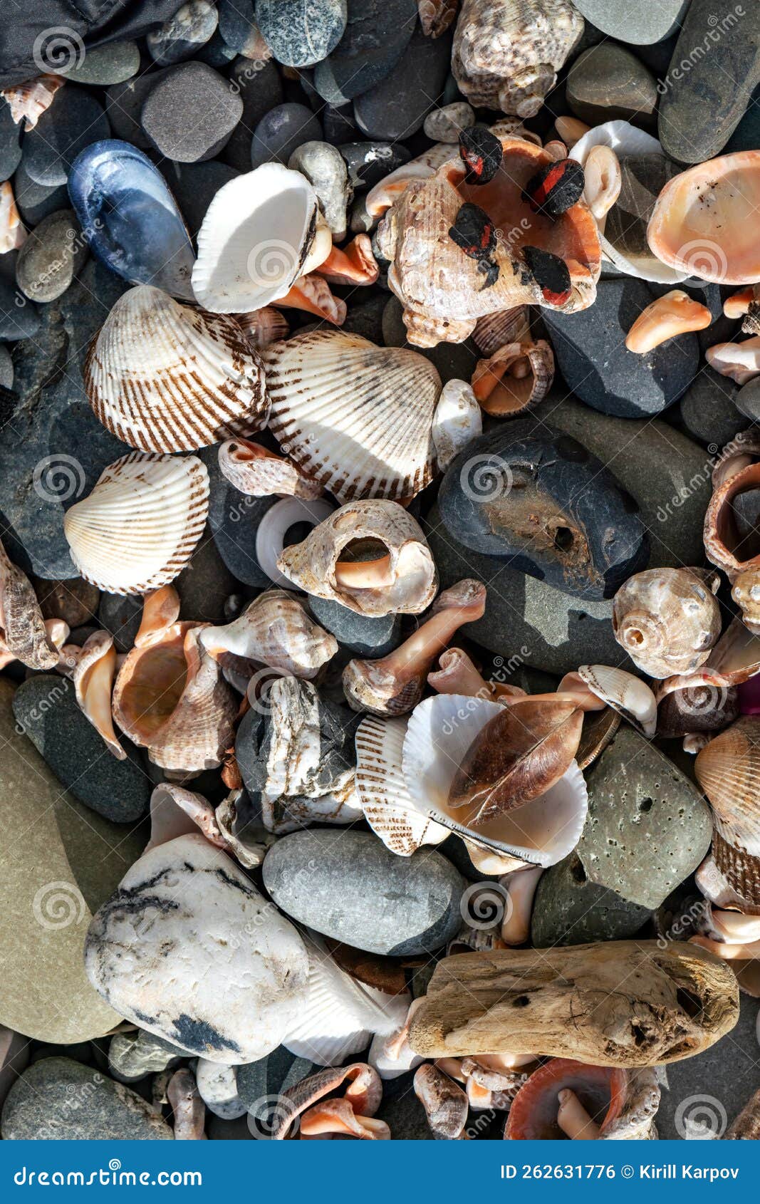 A Lot of Shells and Stones on the Seashore in the Surf Stock Photo ...