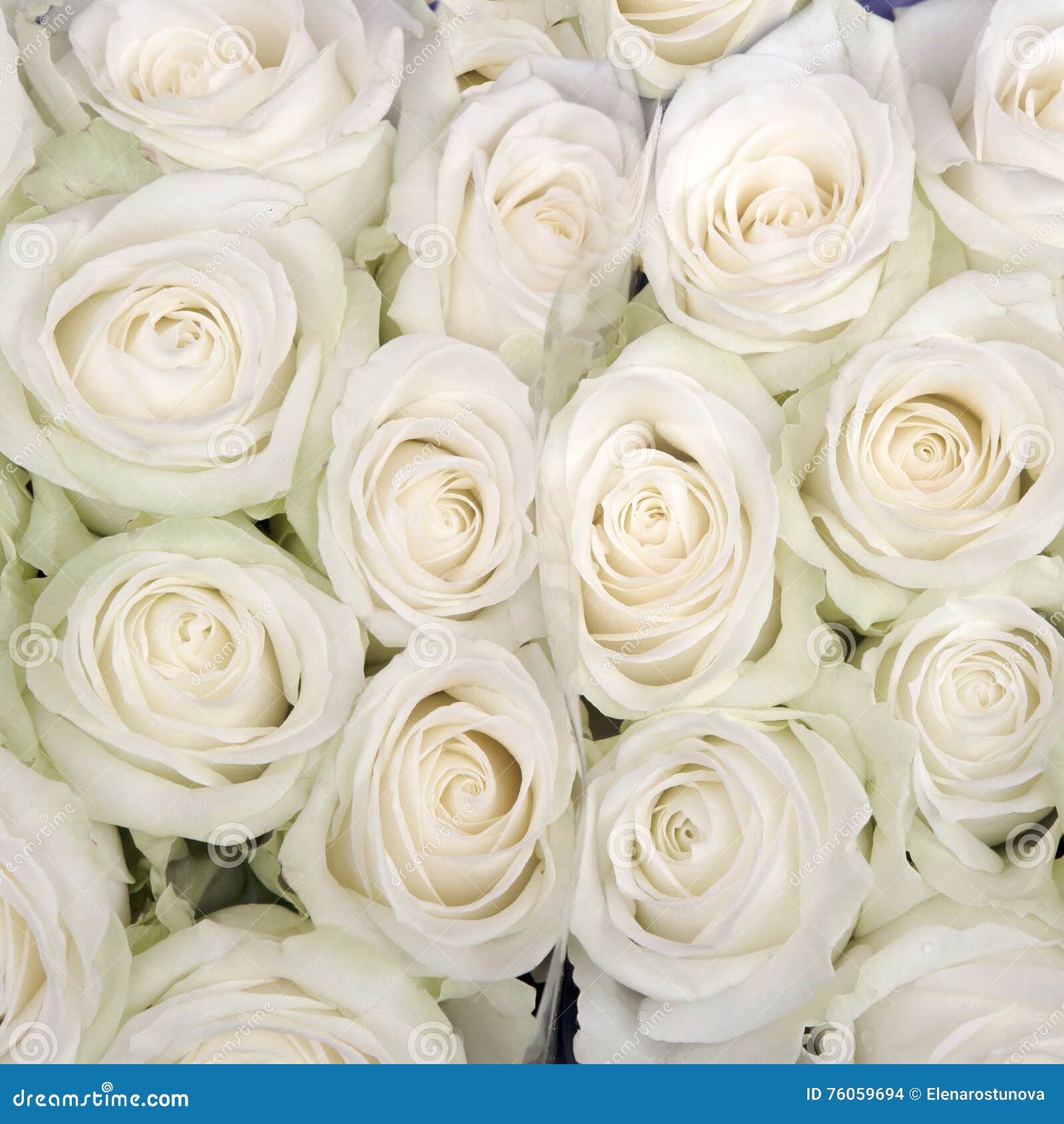 Lot of small beige roses stock photo. Image of botany - 76059694