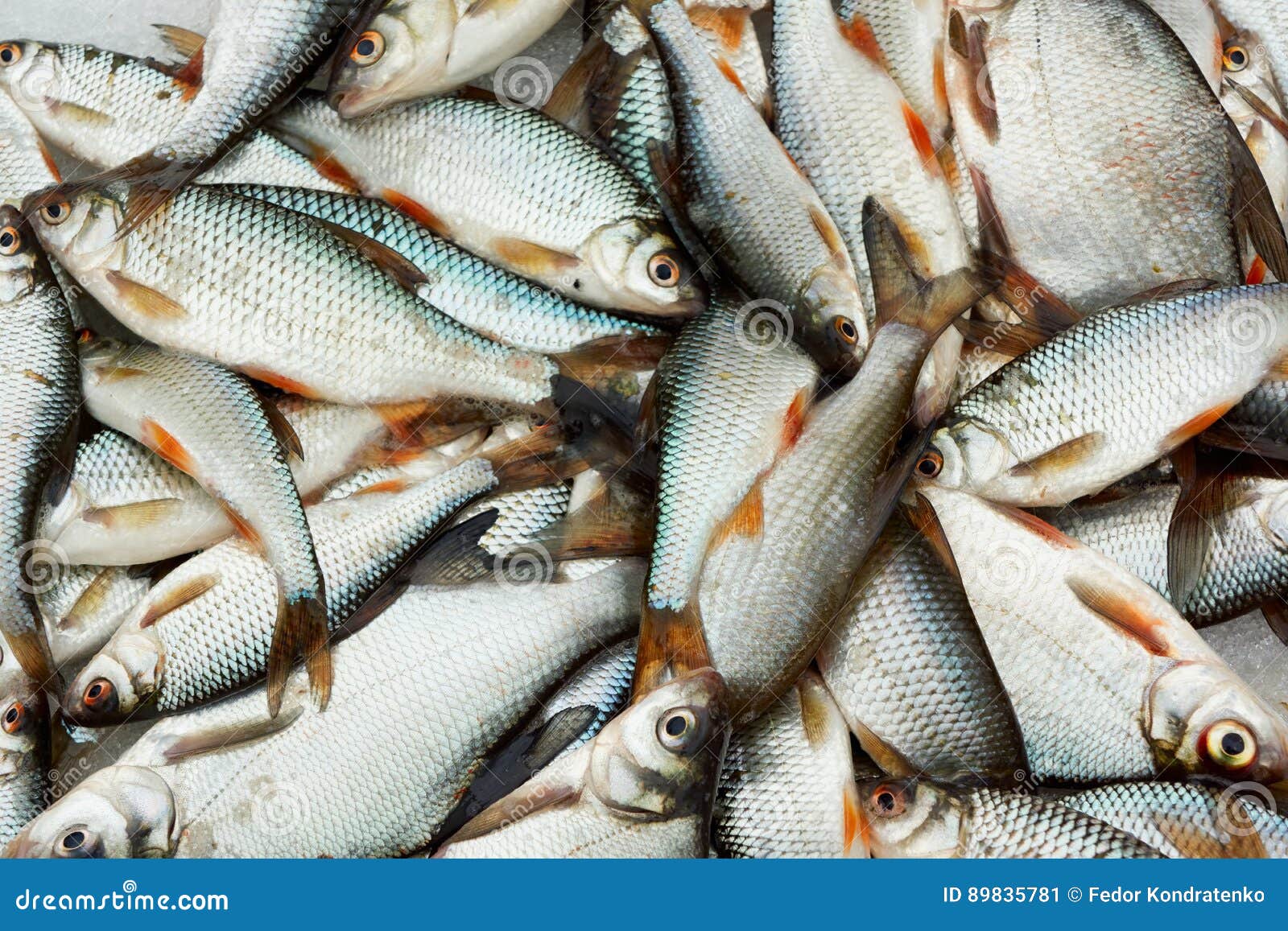 A Lot of Small Fish, Close-up Stock Image - Image of freshwater, nature ...