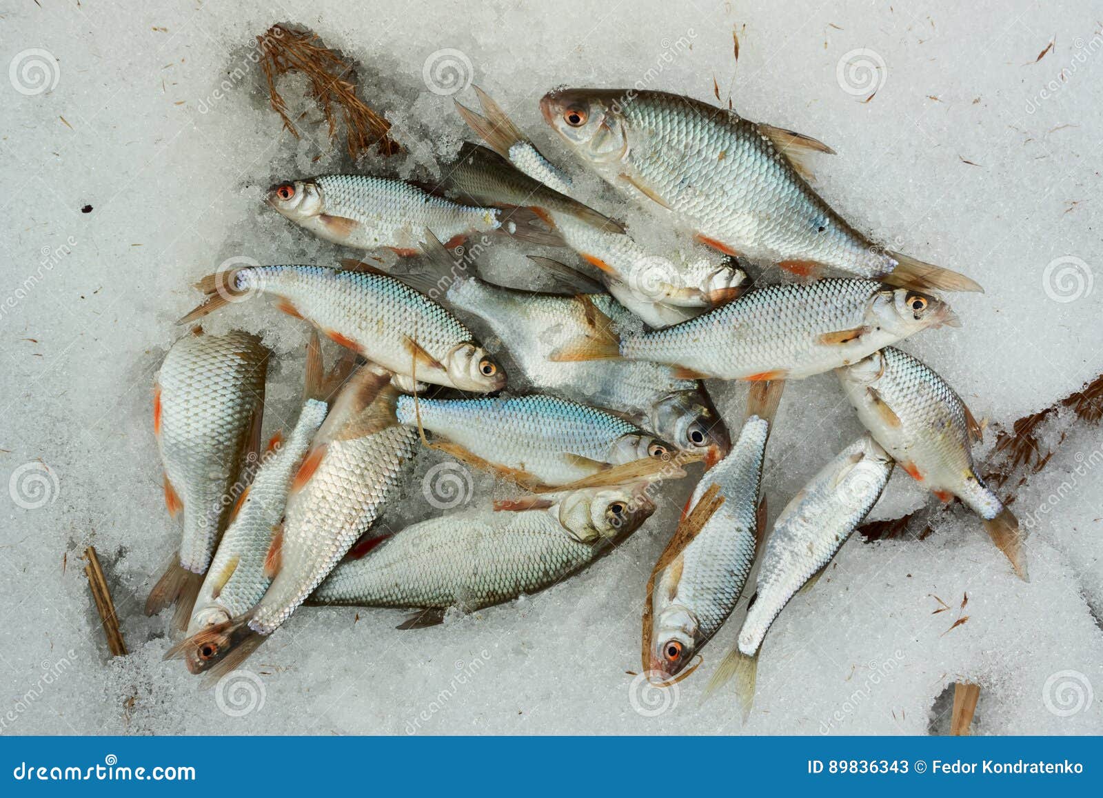 A Lot of Small Fish on Snow Stock Image - Image of melting, catch: 89836343