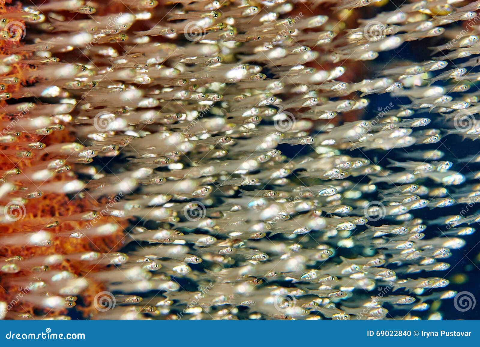 A Lot of Small Fish Under Water Stock Photo - Image of pacific, nuweiba ...