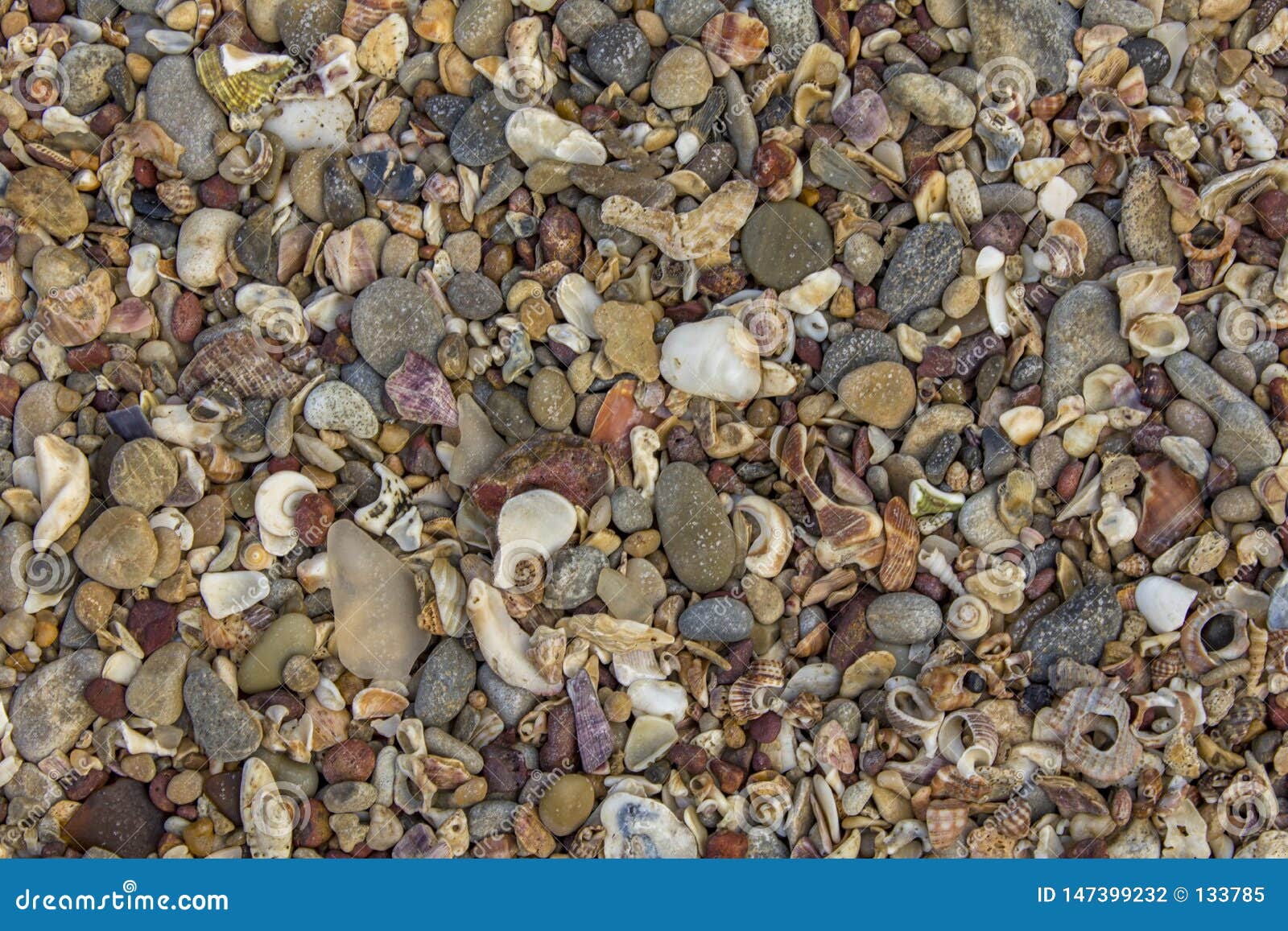 Lot of Small Sea Shells of Different Shapes, Colors and Sizes, Top View ...