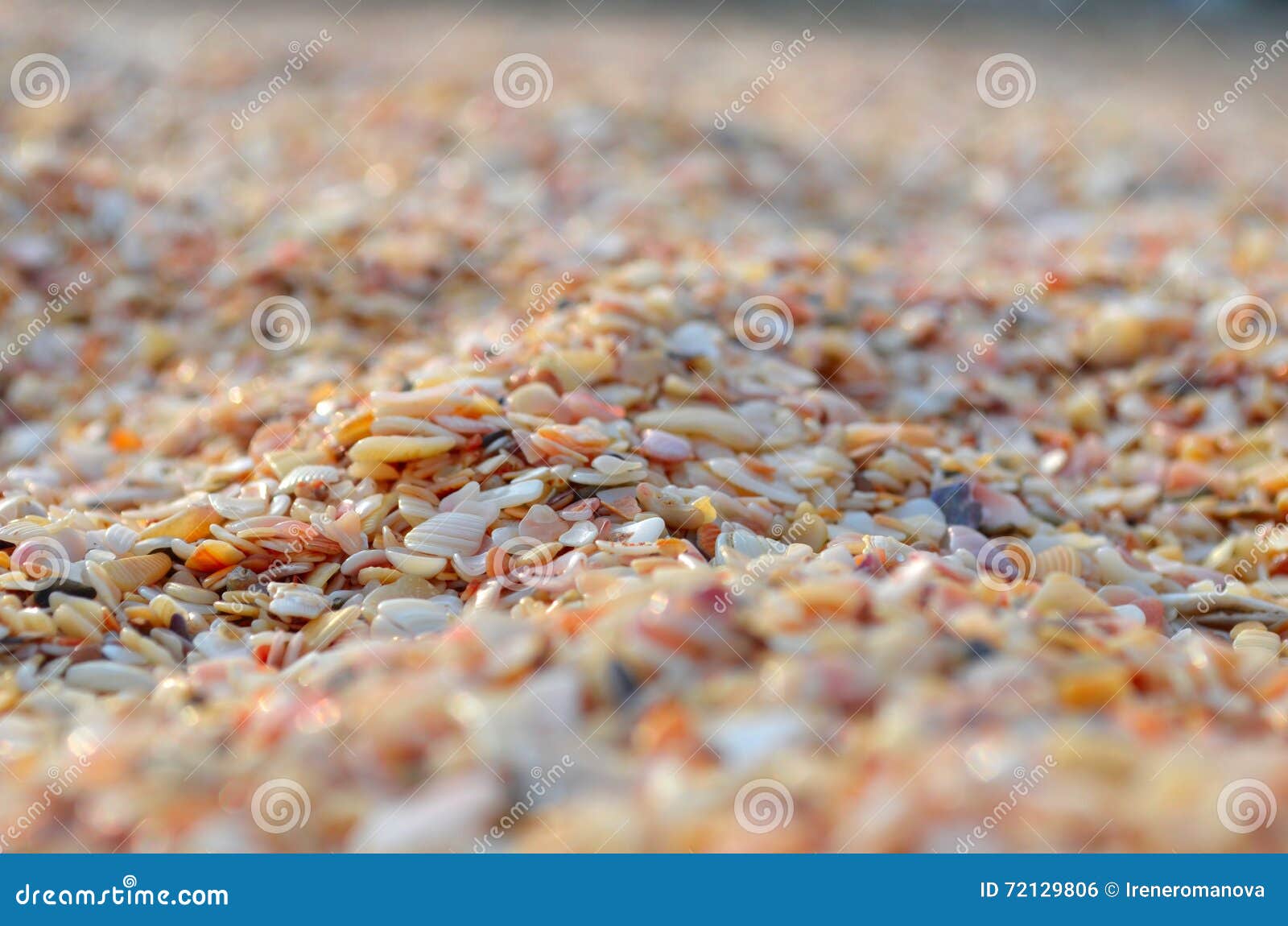 A Lot Of Small Sea Shells On The Sea Shore. Stock Photo - Image of ...
