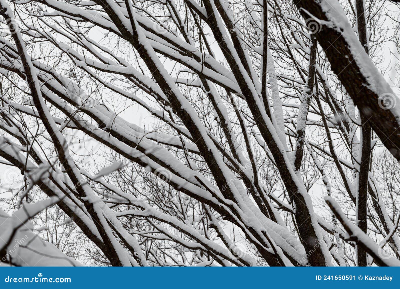 A Lot of Snow on Tree Branches. Winter Forest after a Heavy Snowfall ...