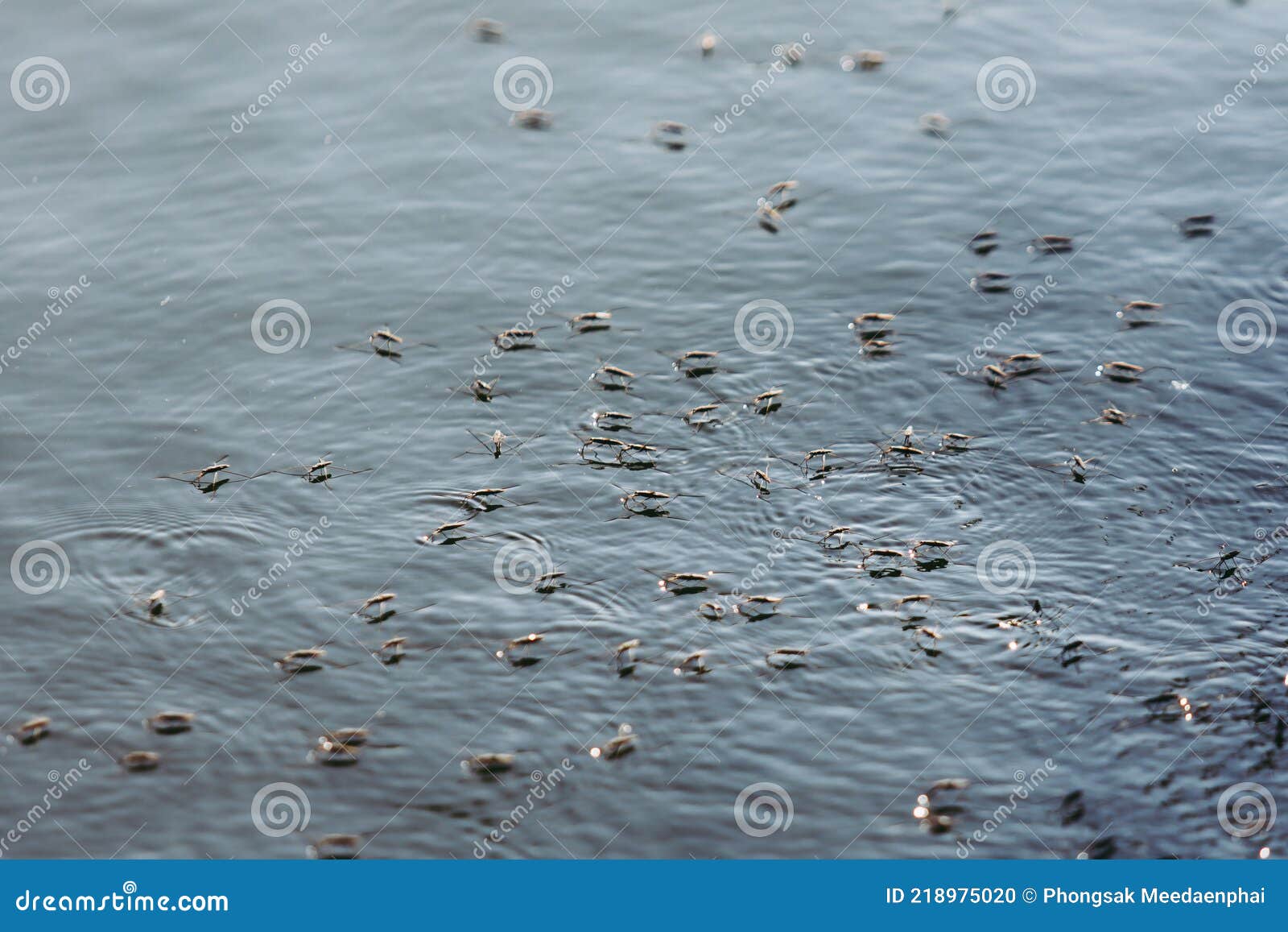 A Lot of Spider Water Bug Walk on the Water. Stock Photo - Image of ...