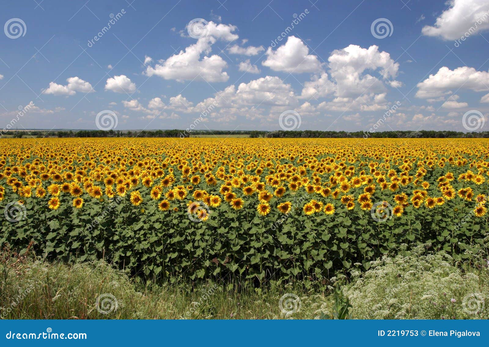 It is a lot of sunflowers stock image. Image of summer - 2219753