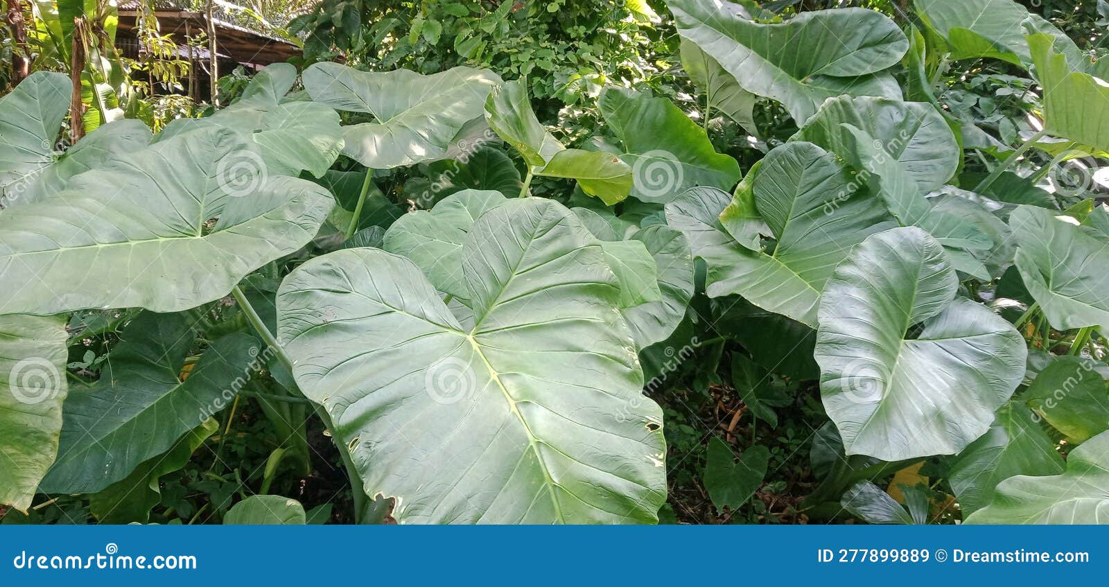 This is a Lot of Taro Leaves Stock Image - Image of taro, leaves: 277899889