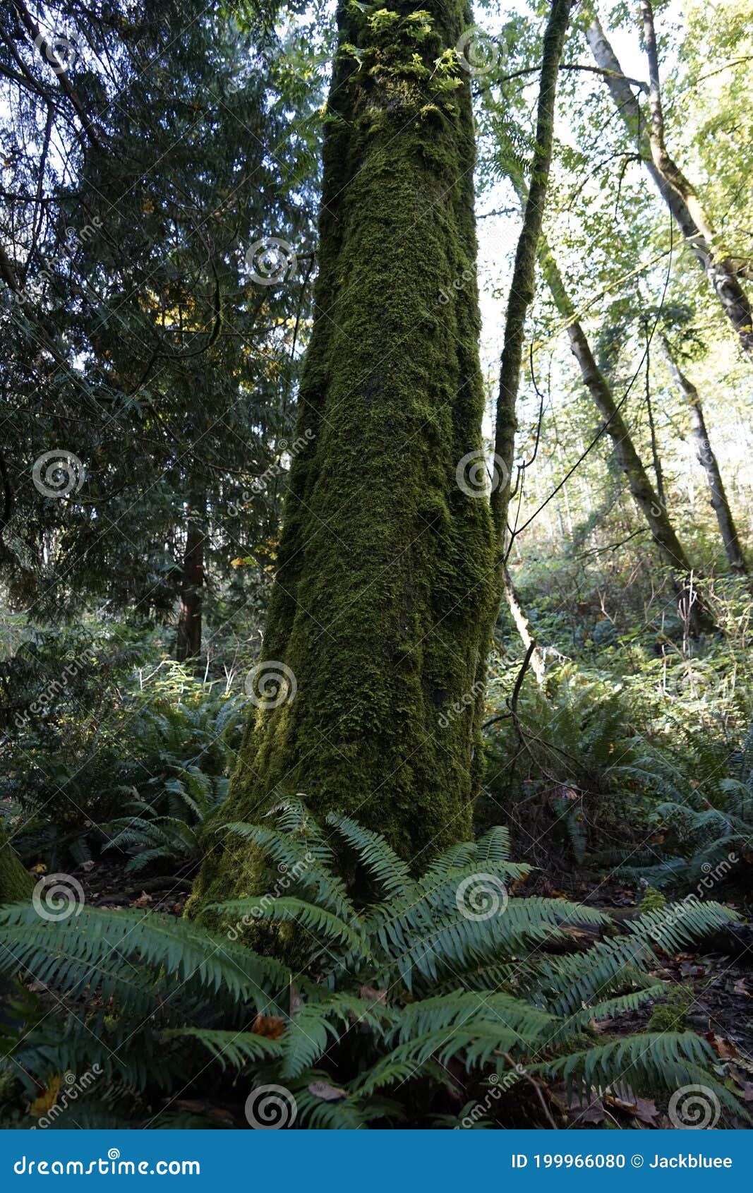 Mold on big tree thick stock photo. Image of trees, forest - 199966080