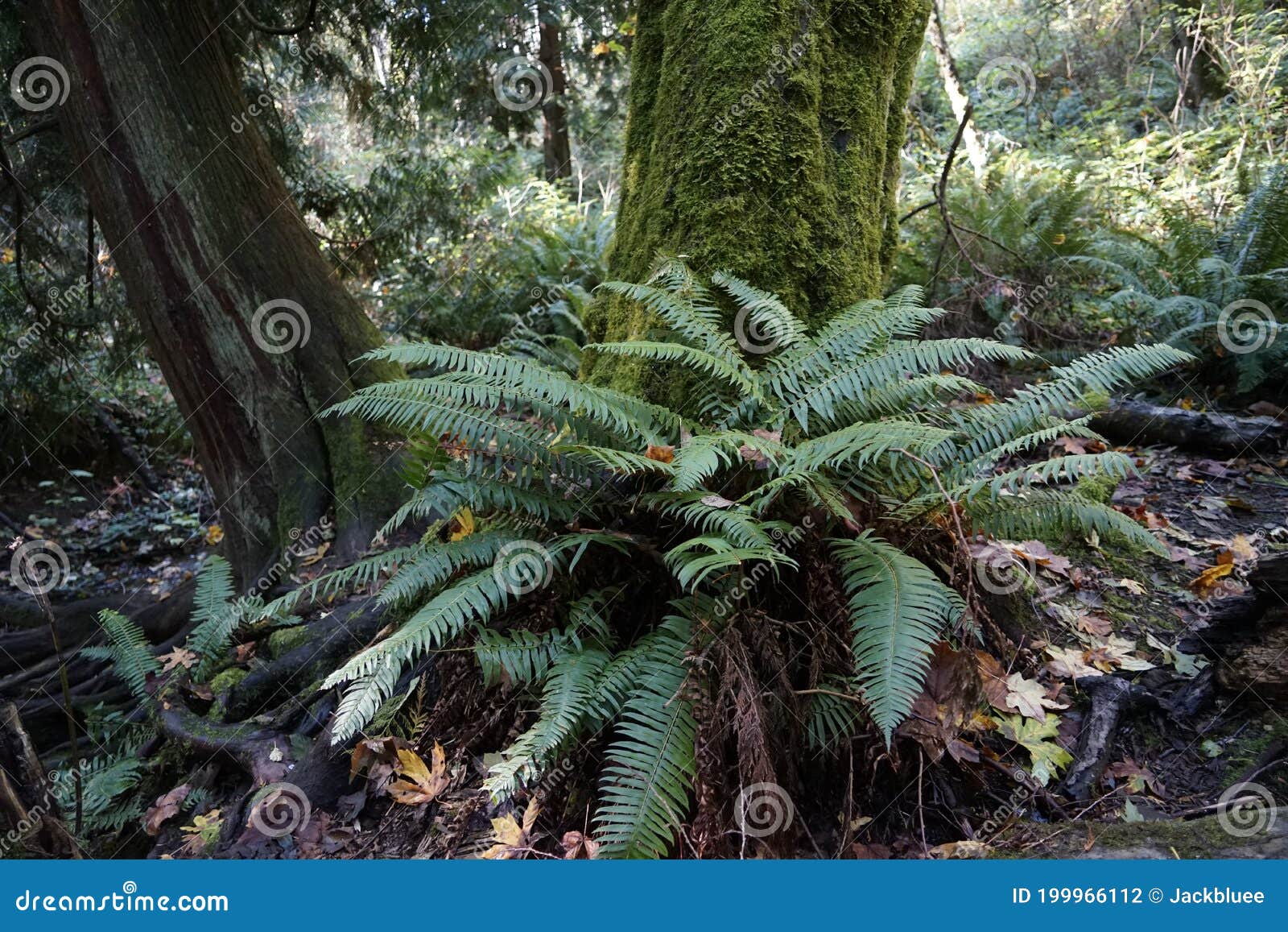 Mold on big tree thick stock photo. Image of molds, mold - 199966112