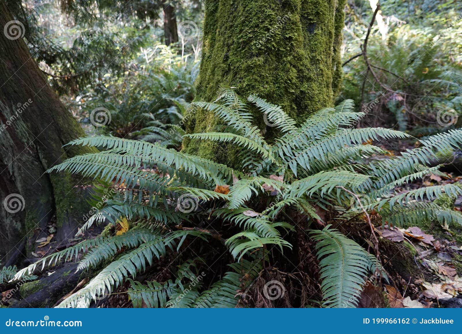 Mold on big tree thick stock photo. Image of tree, molds - 199966162