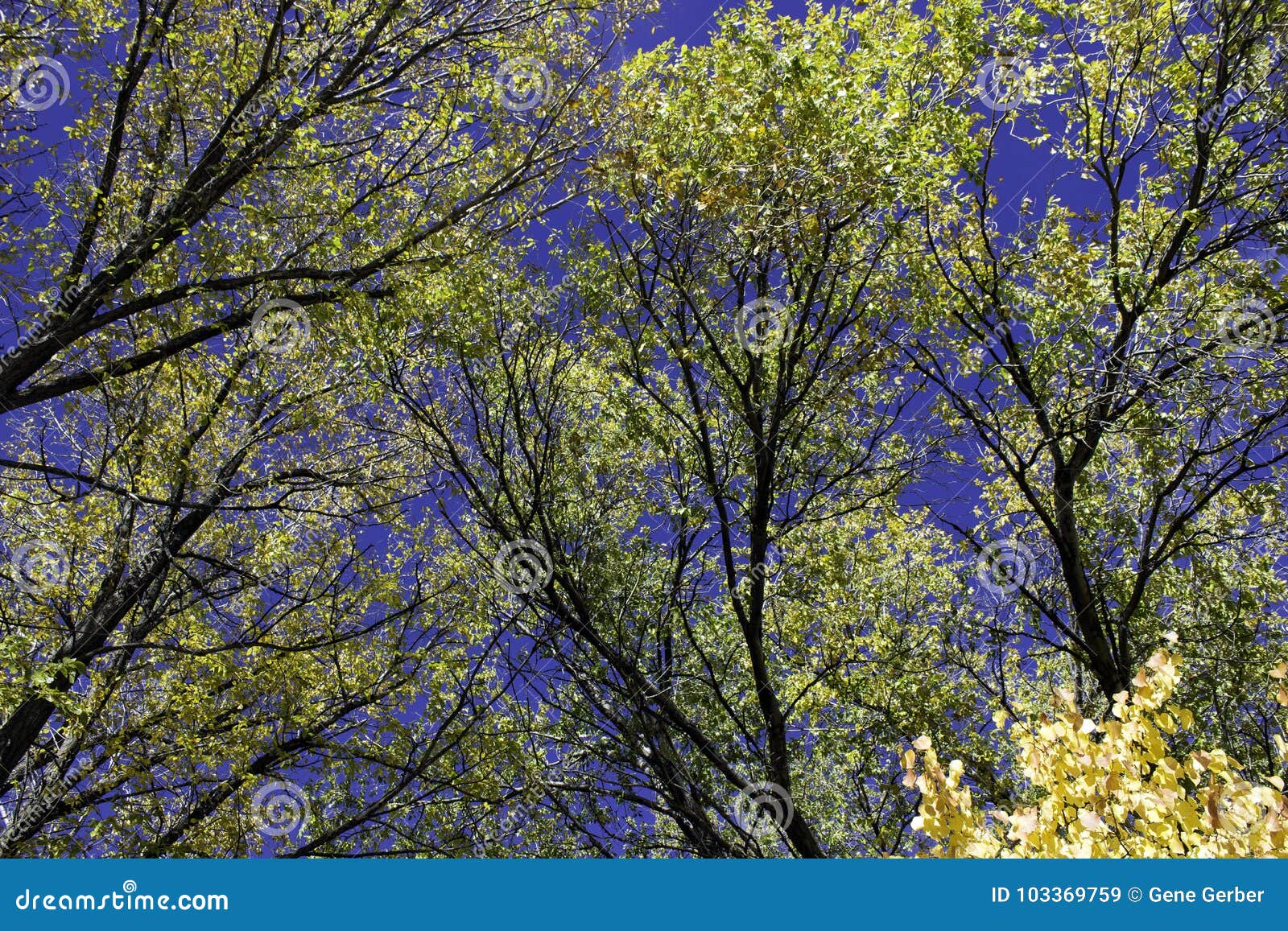 A Lot of Tree Branches stock image. Image of blue, seasonal - 103369759