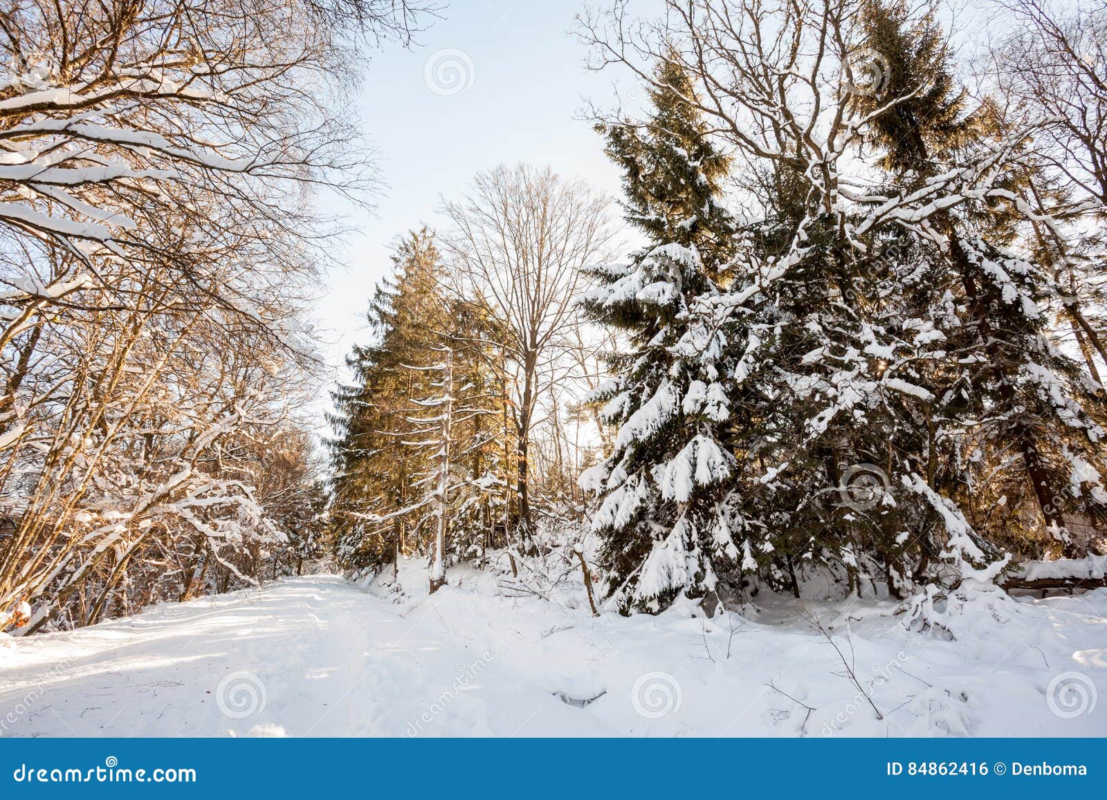 An lot of trees stock photo. Image of pine, snowy, forest - 84862416