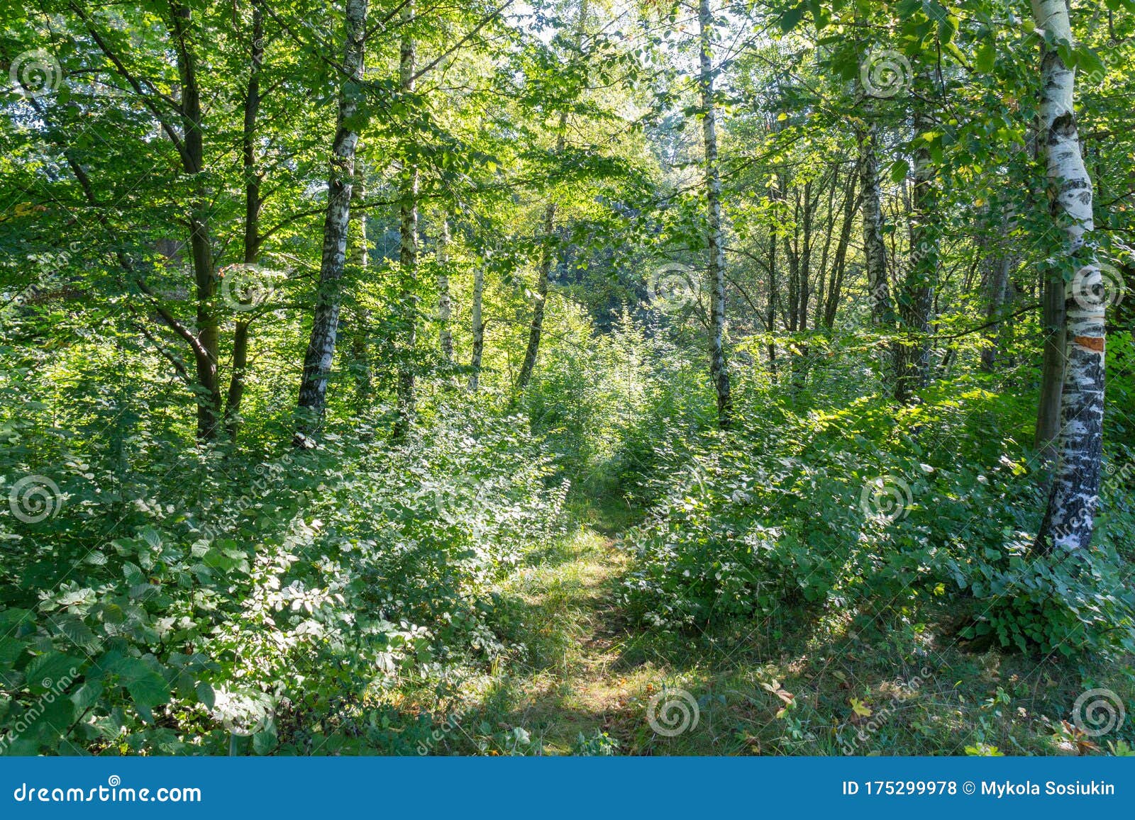 A Lot of Trees and Bushes in the Sunlight in the Forest Stock Photo ...