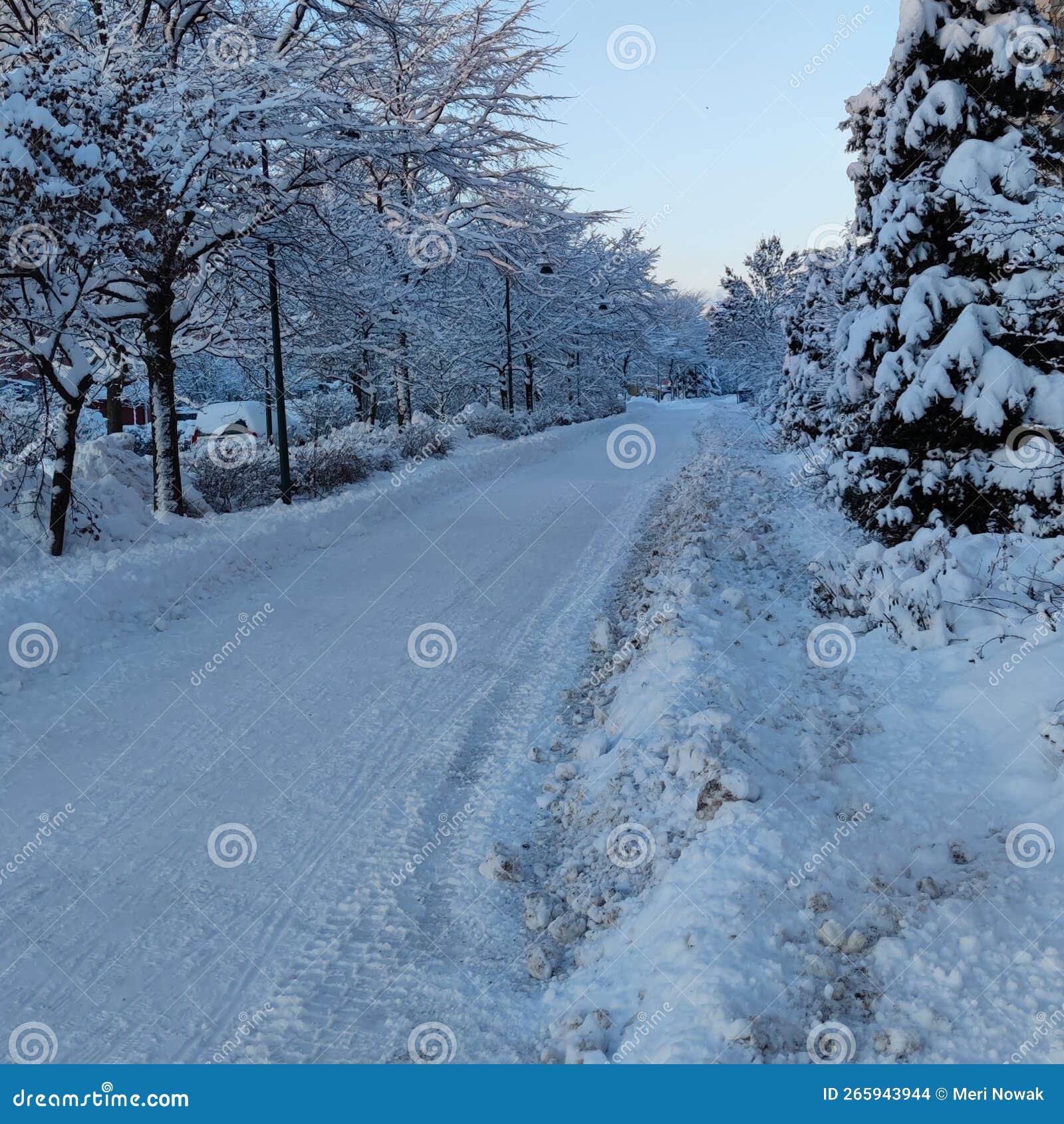 A lot of trees in winter stock photo. Image of winter - 265943944