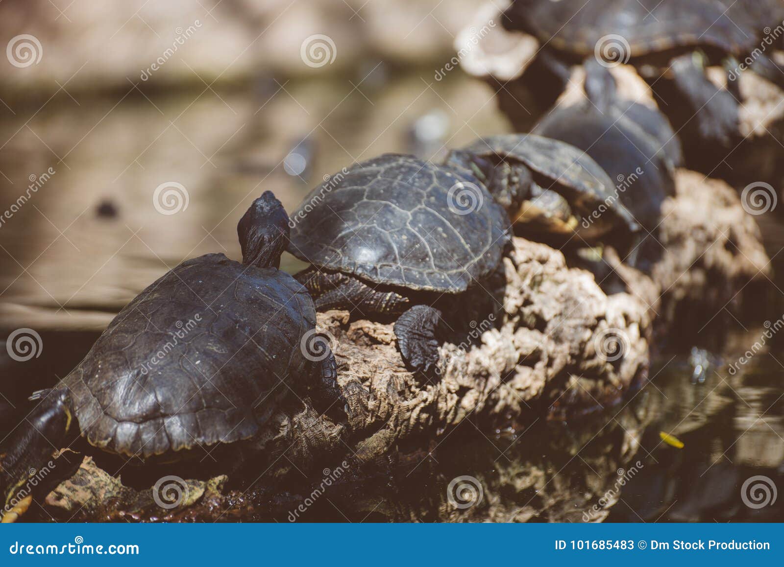 Lot of turtles. stock image. Image of slider, yellow - 101685483