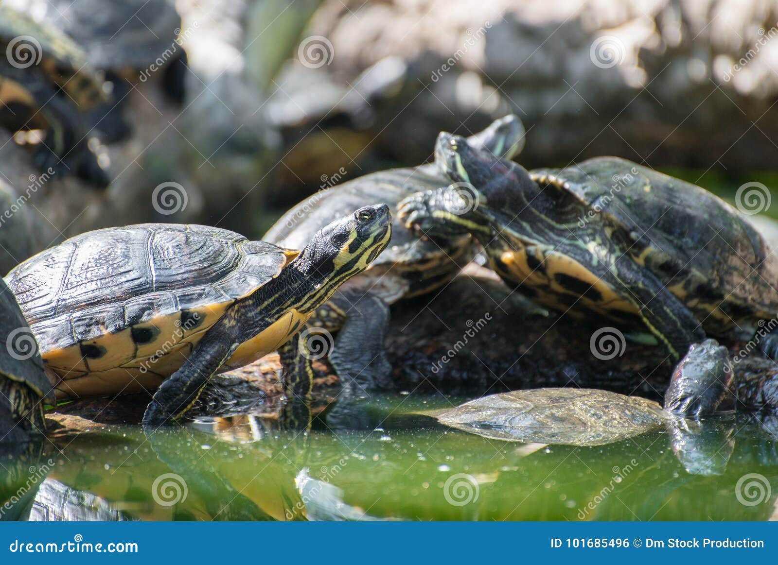 Lot of turtles. stock photo. Image of slow, slider, park - 101685496
