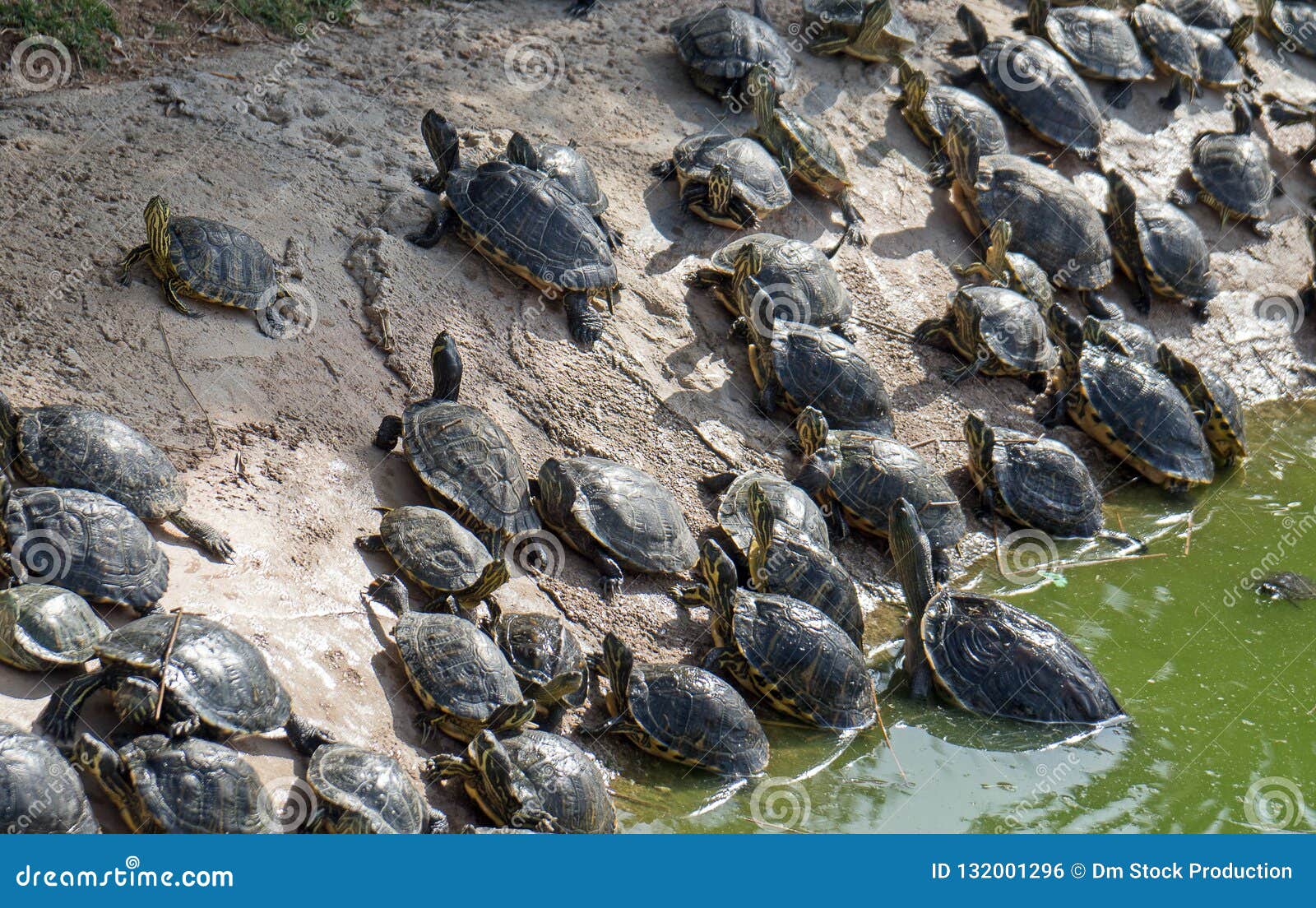 Lot of turtles. stock photo. Image of beach, reptile - 132001296
