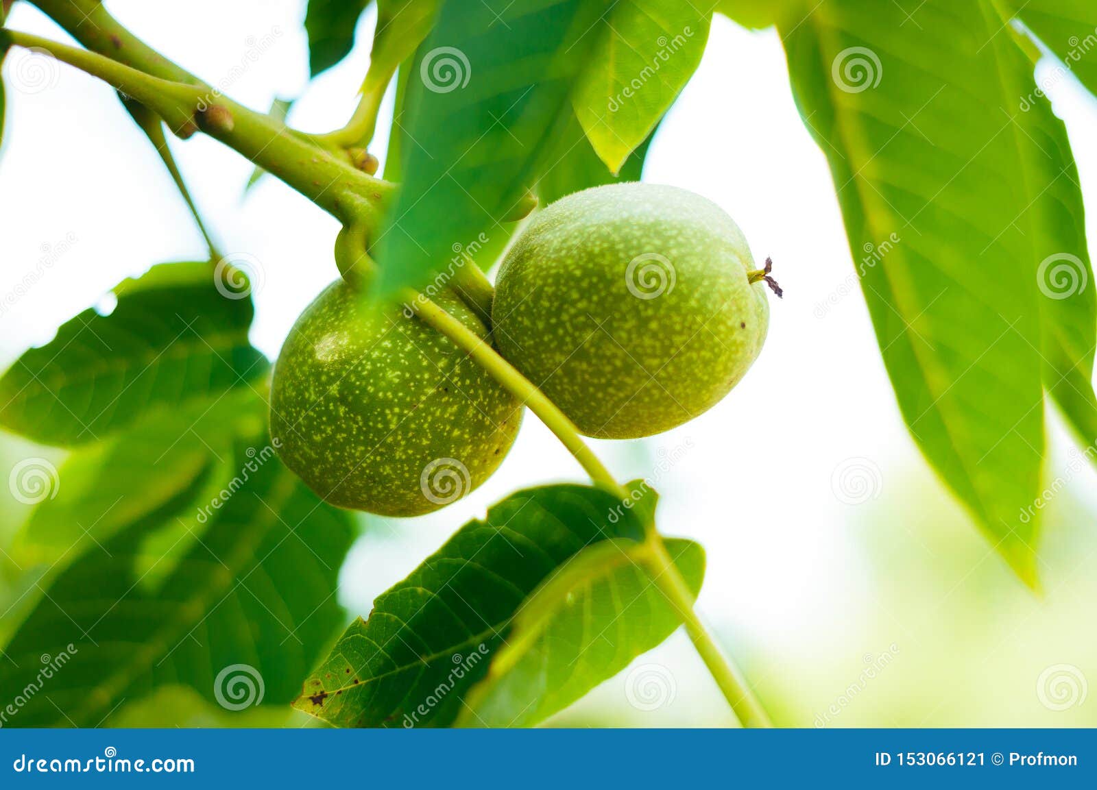 A Lot of Walnuts on the Tree at Sunset. Tree of Walnuts Stock Image ...