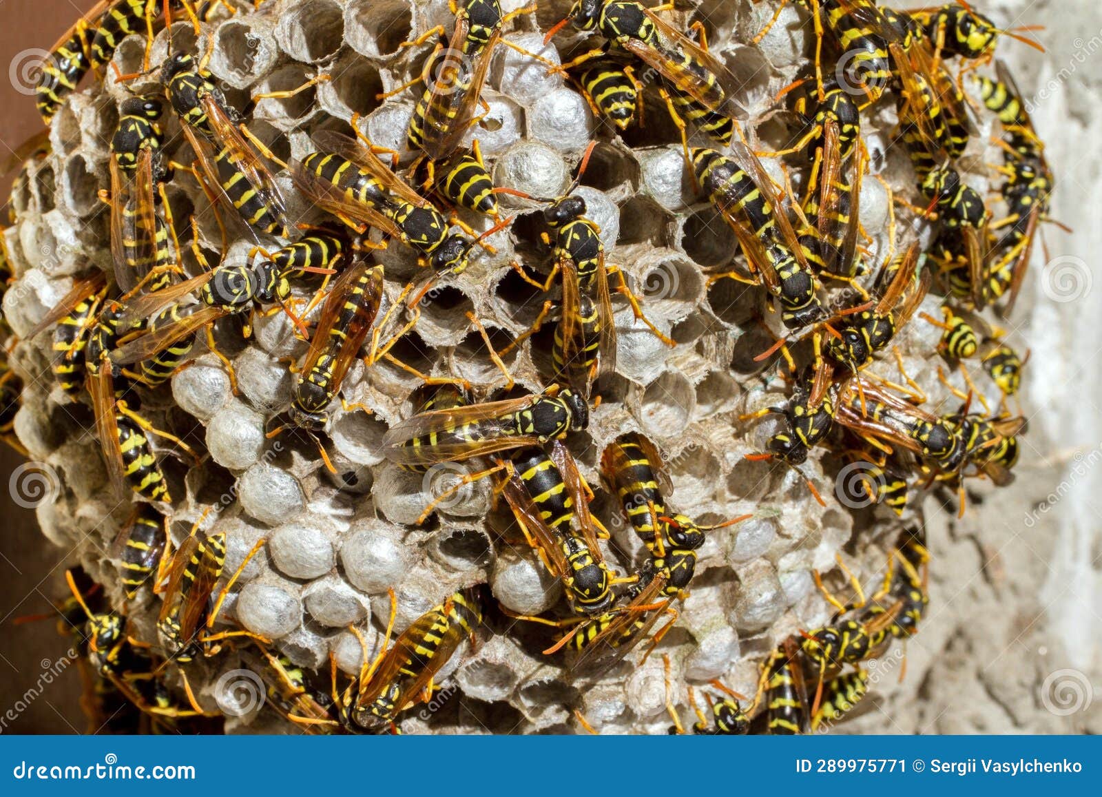 A Lot of Wasps on the Nest. Wild Wasps Close-up Stock Image - Image of ...