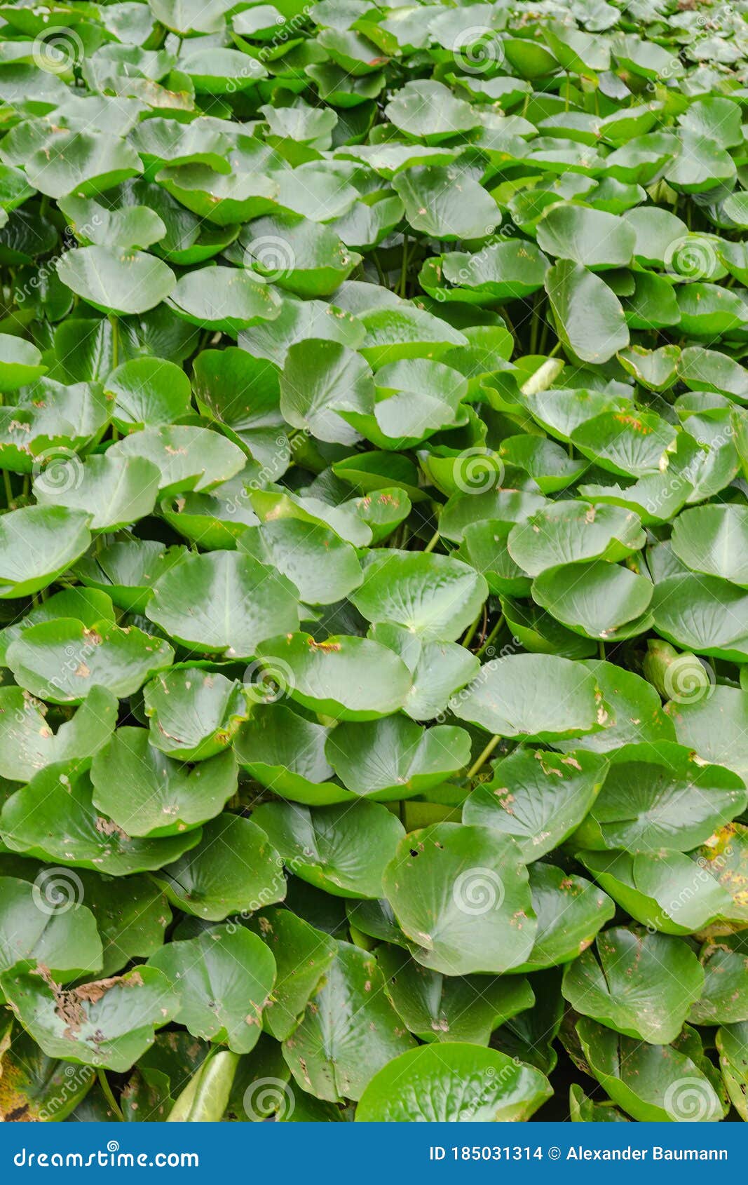 Green Leafes Green Background With Rainforest Plants Royalty-Free Stock ...