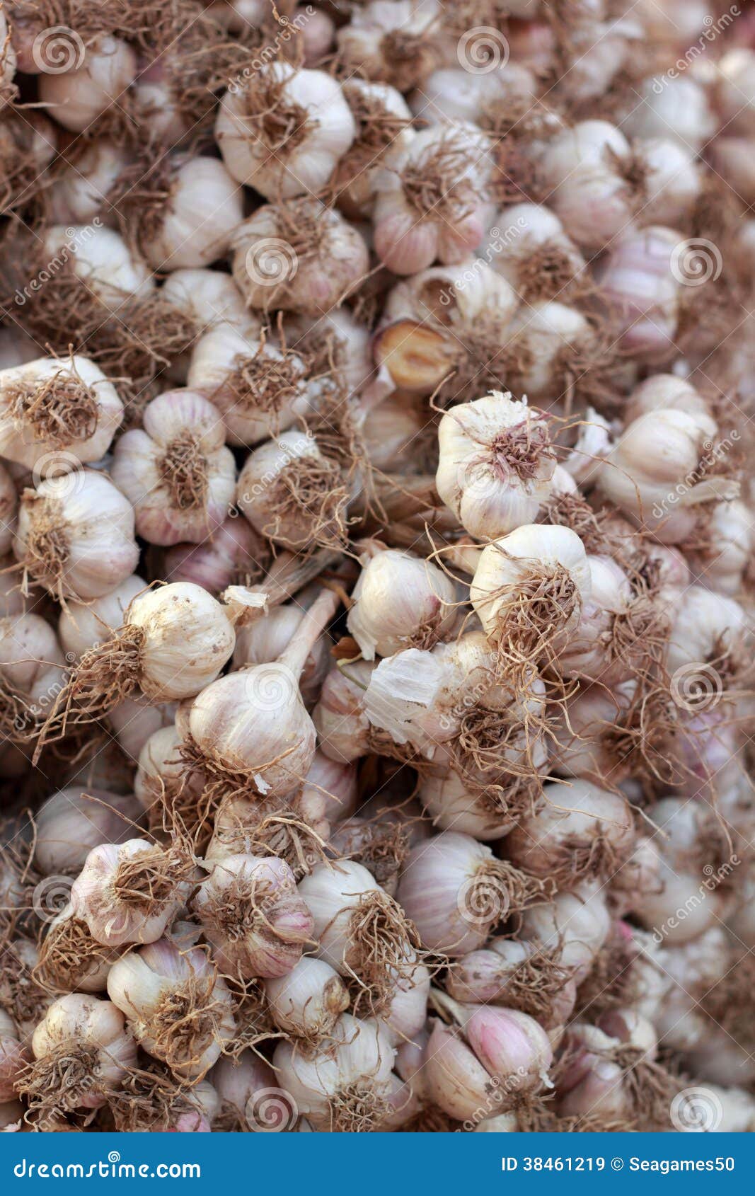 A lot of white garlic stock image. Image of food, organic - 38461219