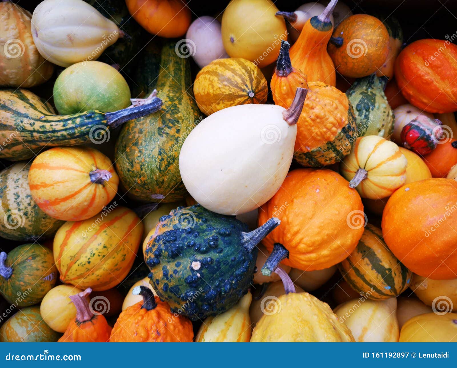 Winter Squash with Patterns Colored in Orange, Yellow and White Stock ...