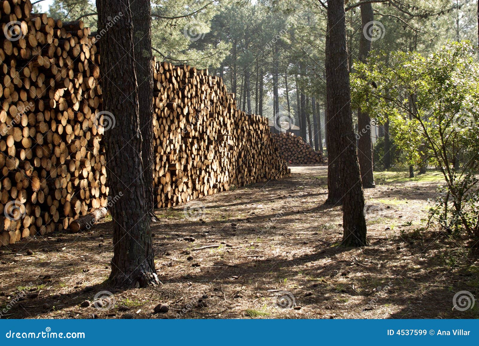 A lot of wood stock image. Image of industry, composition - 4537599