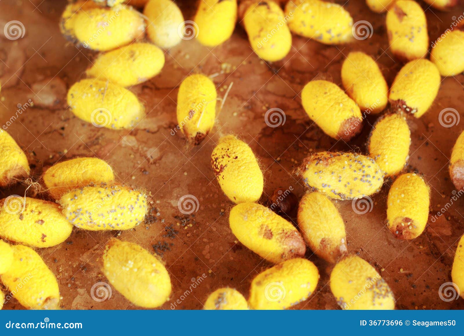 A Lot of Yellow Cocoon Silkworm Stock Photo - Image of fabric, insect ...