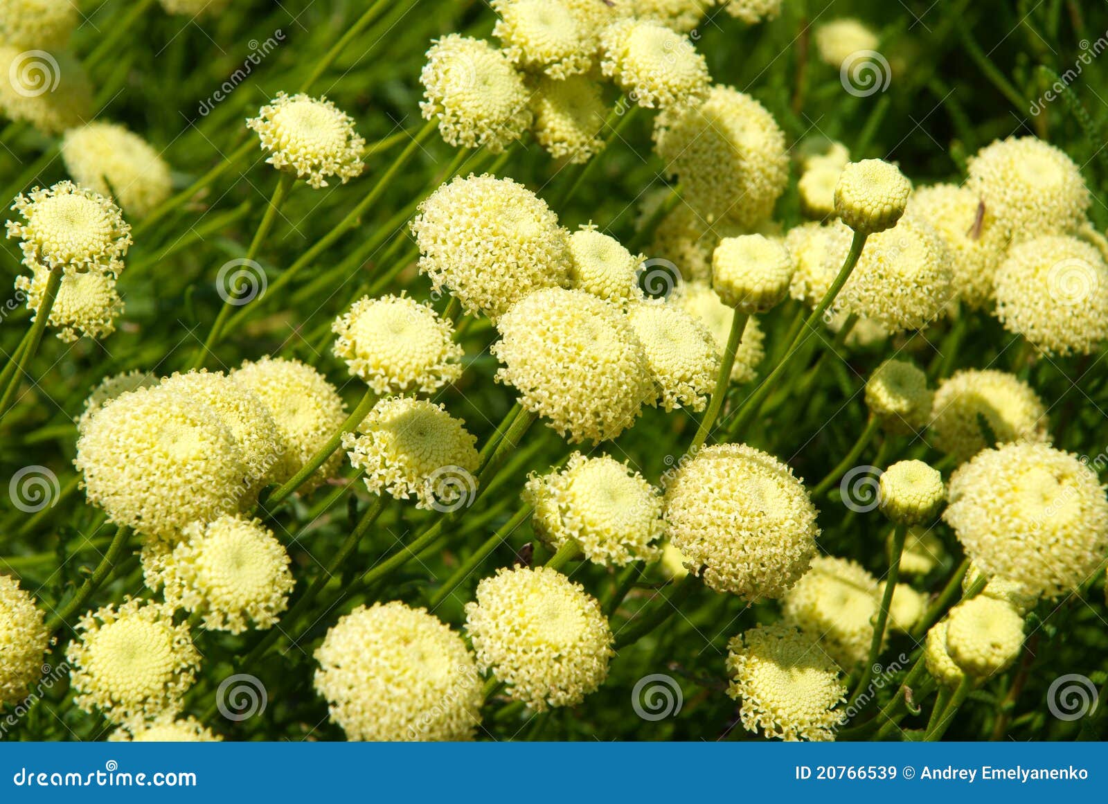 A lot of yellow flowers. stock image. Image of bright - 20766539