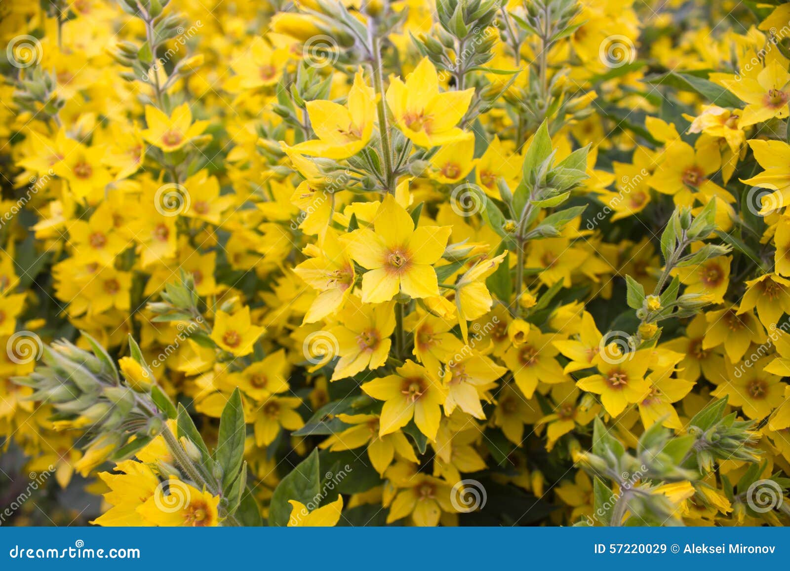 A lot of yellow flowers stock image. Image of garden - 57220029