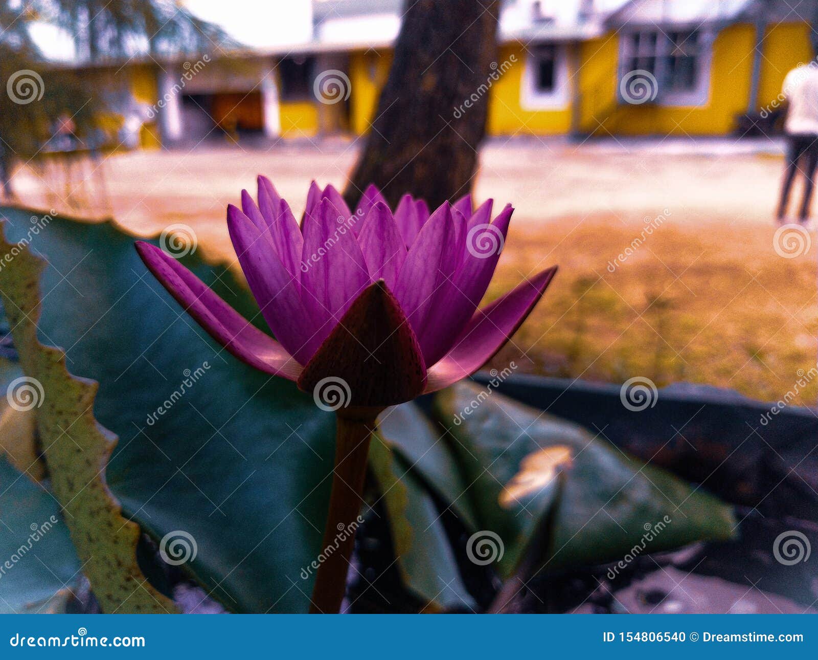 A lotas stock photo. Image of lanka, lotas, clombo, bighouse - 154806540