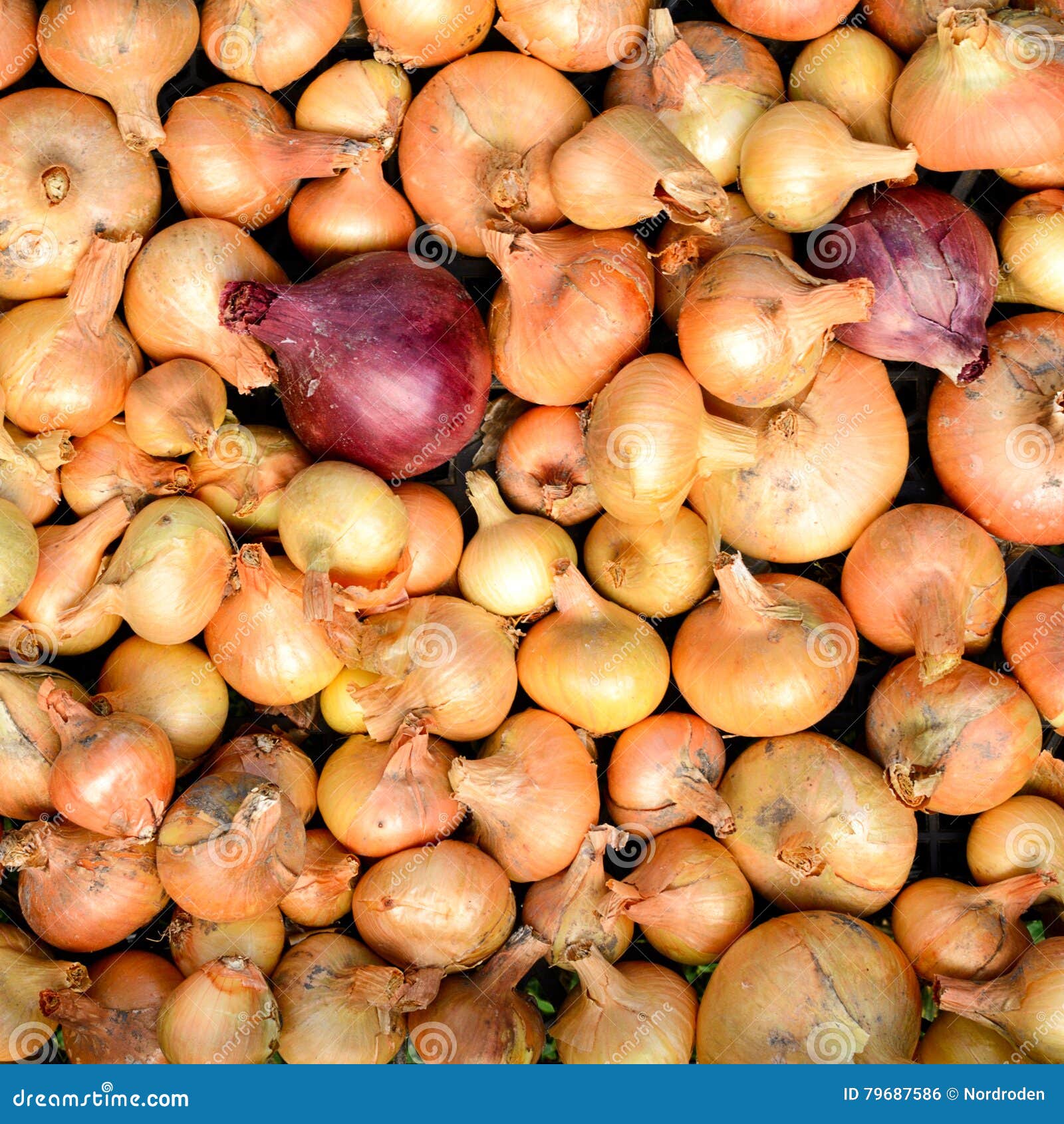 Lote De Cebolas Bonitas Brilhantes Do Bulbo Foto de Stock - Imagem de ...