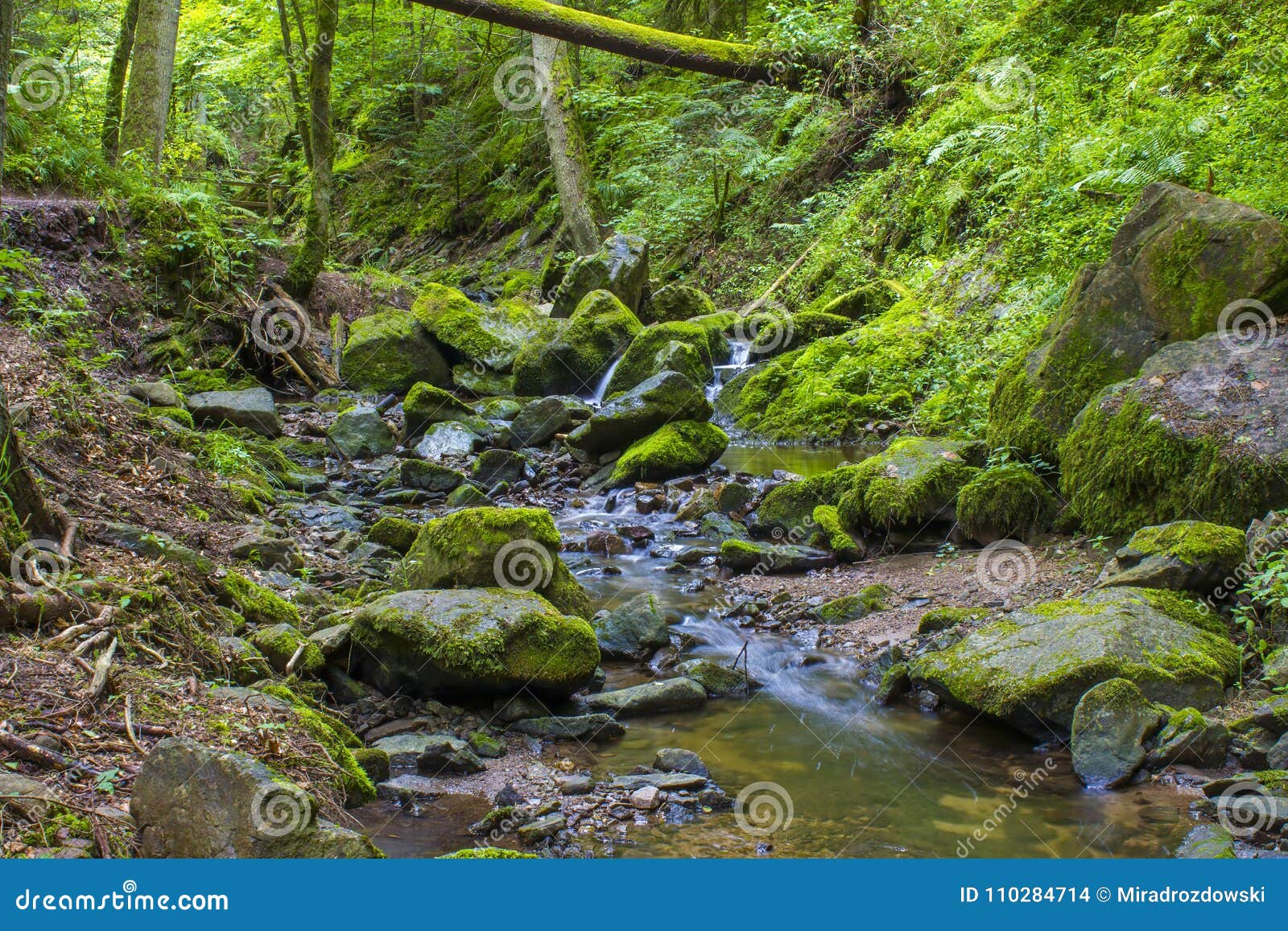 Lotenbach Gorge in Blach Forest, Germany Stock Photo - Image of ...