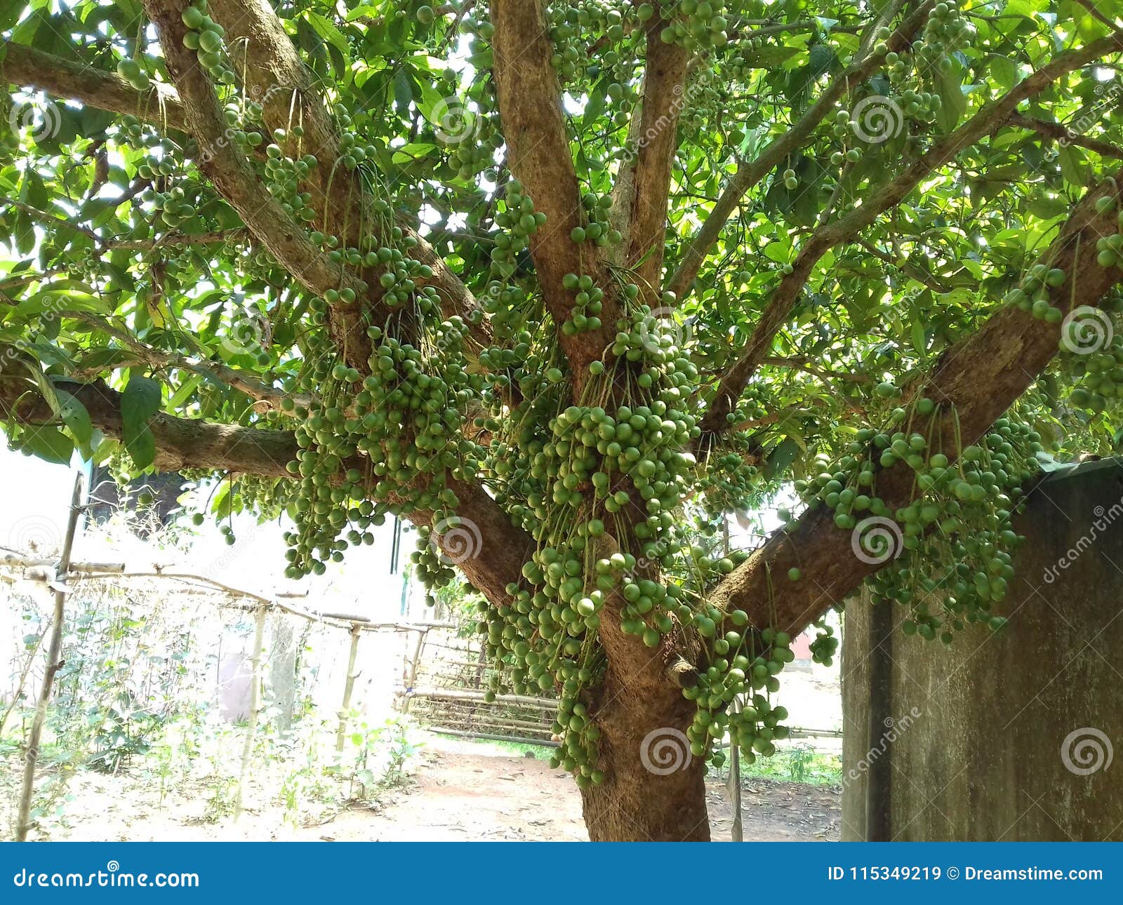 Lotkon stock image. Image of fruit, amazing, nice, great - 115349219